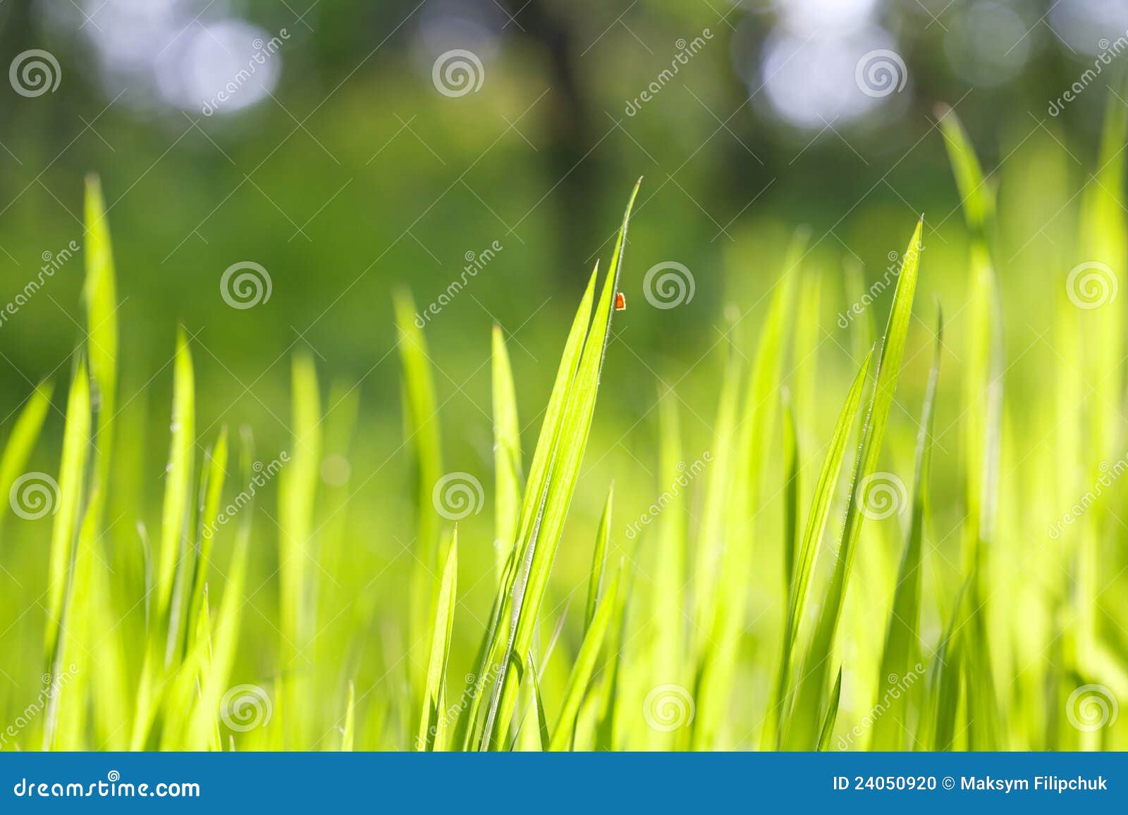 Soft green background stock photo. Image of growth, green - 24050920