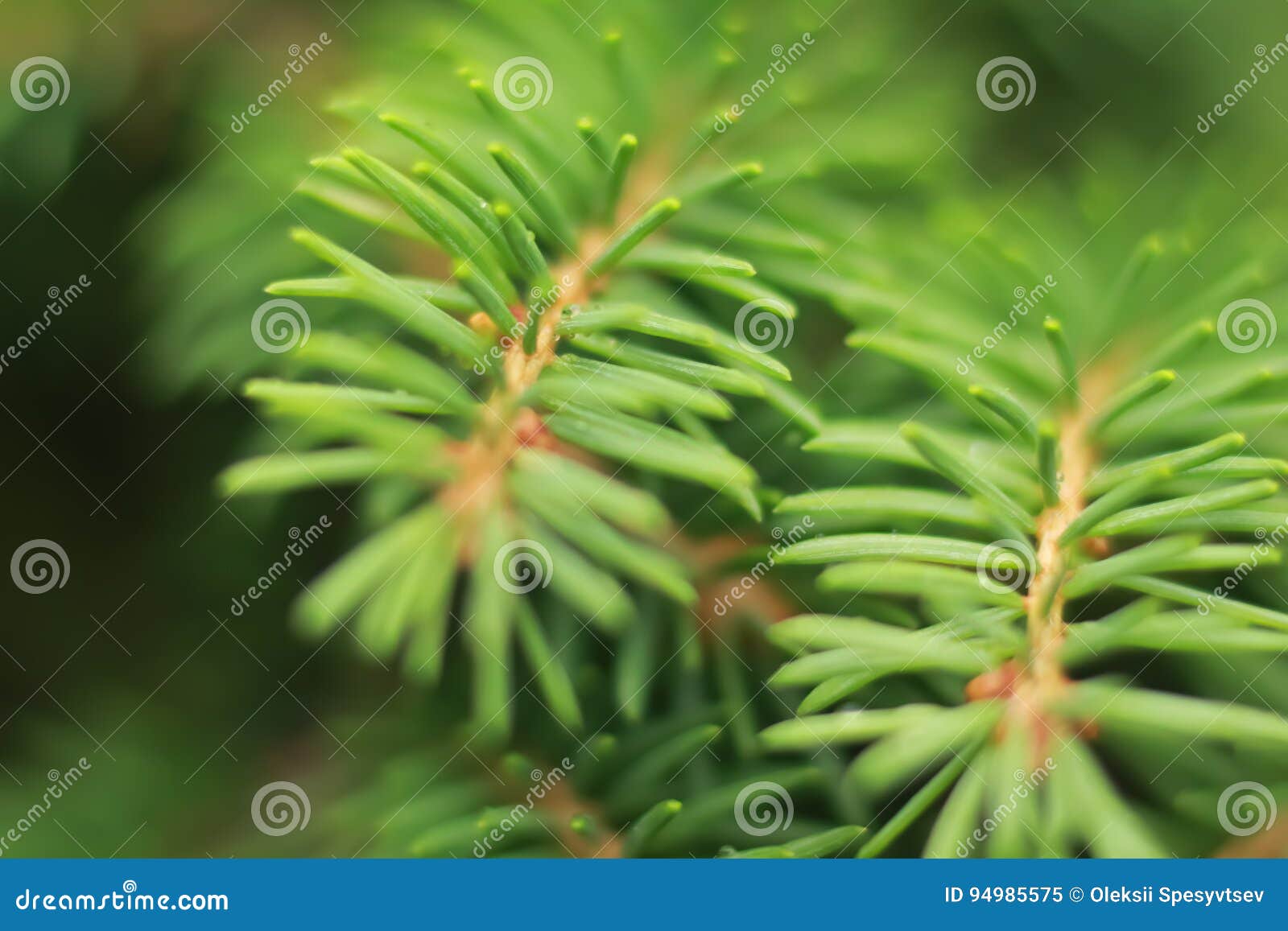 Soft Green Background of a Fir Tree Branch Stock Image - Image of ...