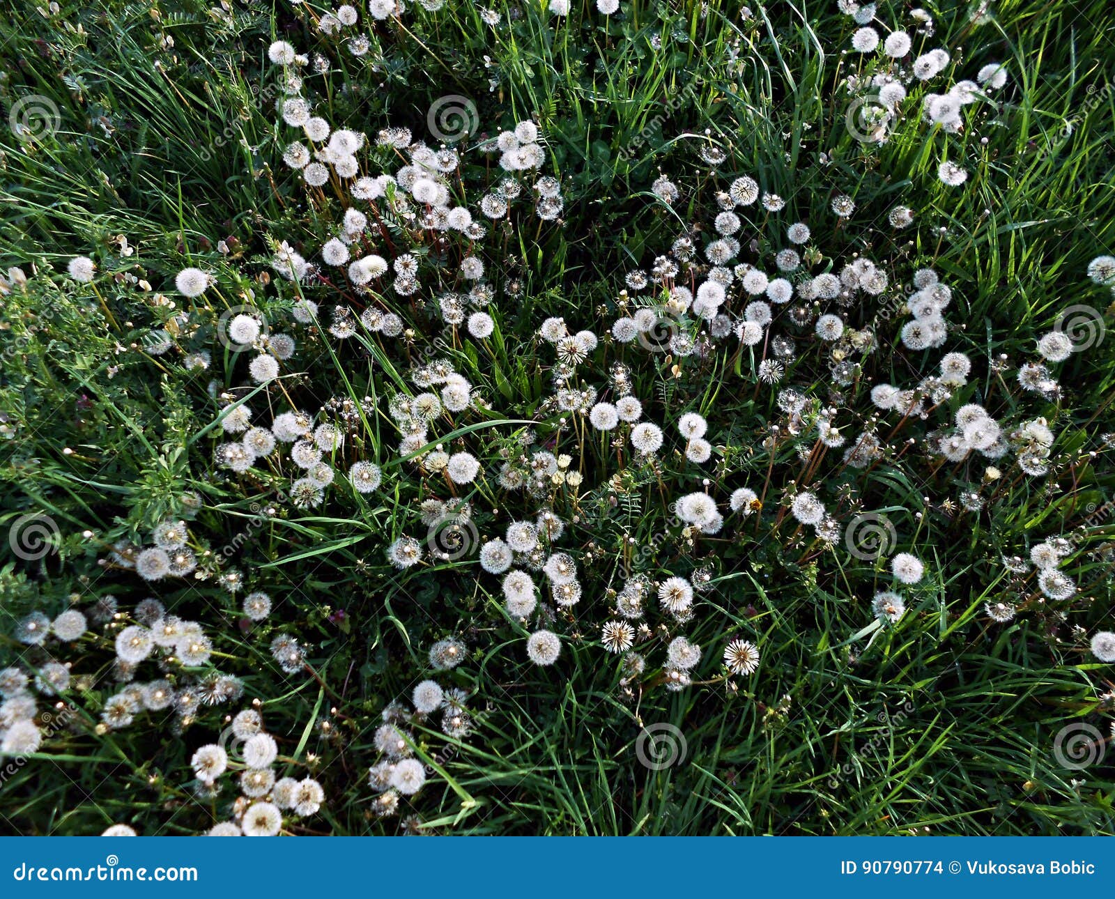 Soft stock photo. Image of peace, nice, shine, calm, plants - 90790774