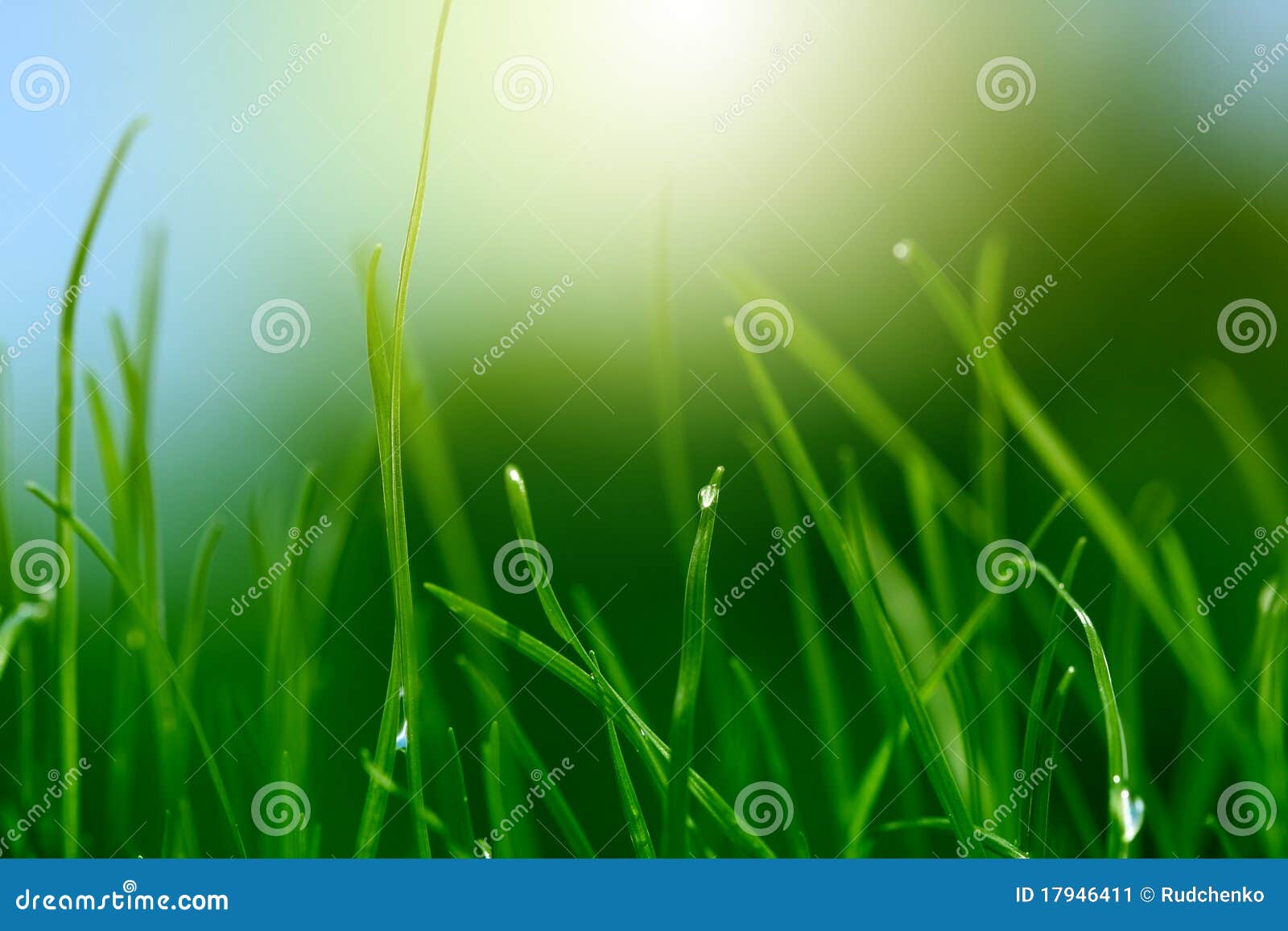 Soft Green Grass Background Stock Image - Image of light, drop: 17946411
