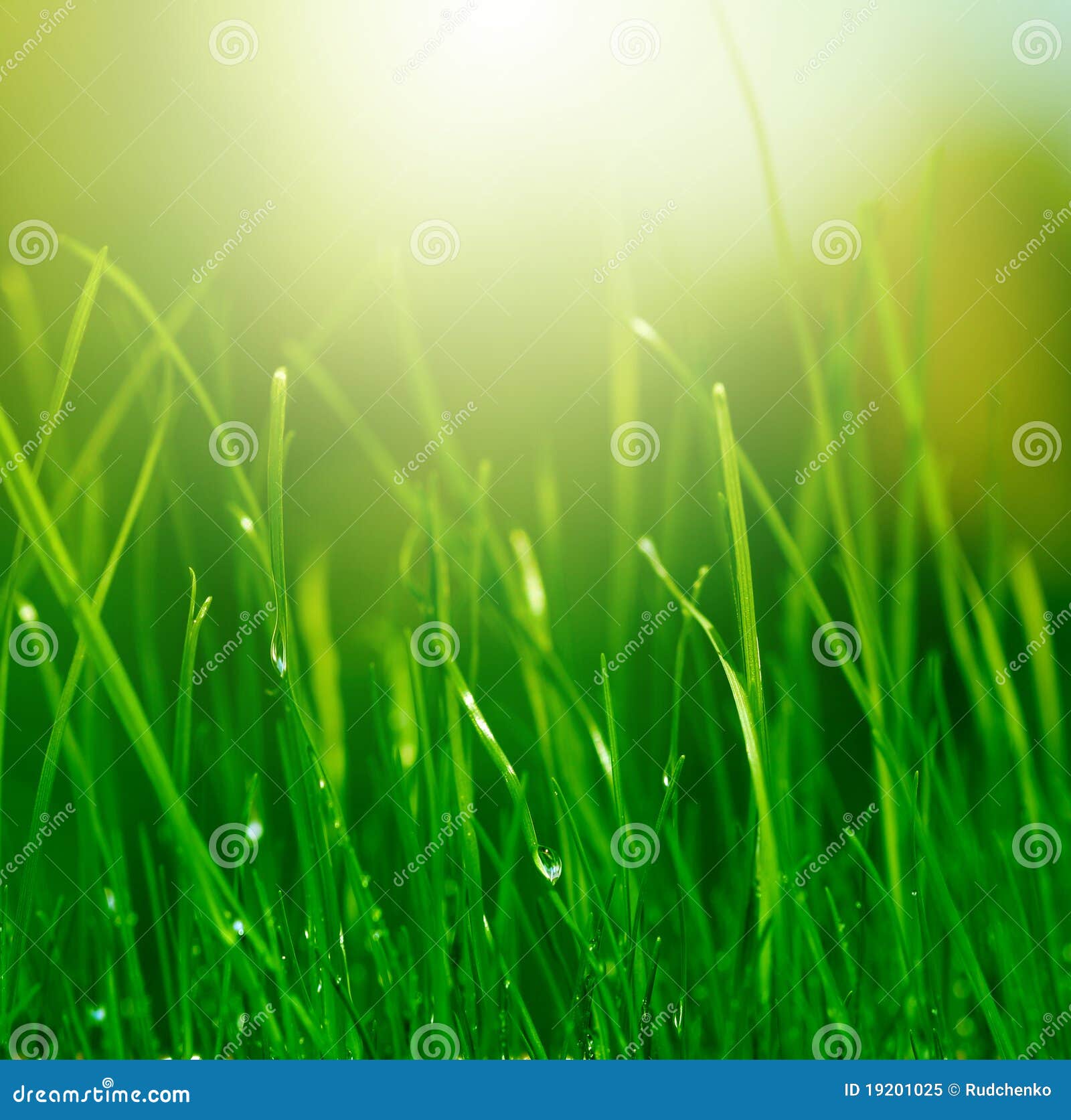 Soft Green Grass Background Stock Image - Image of drop, spring: 19201025