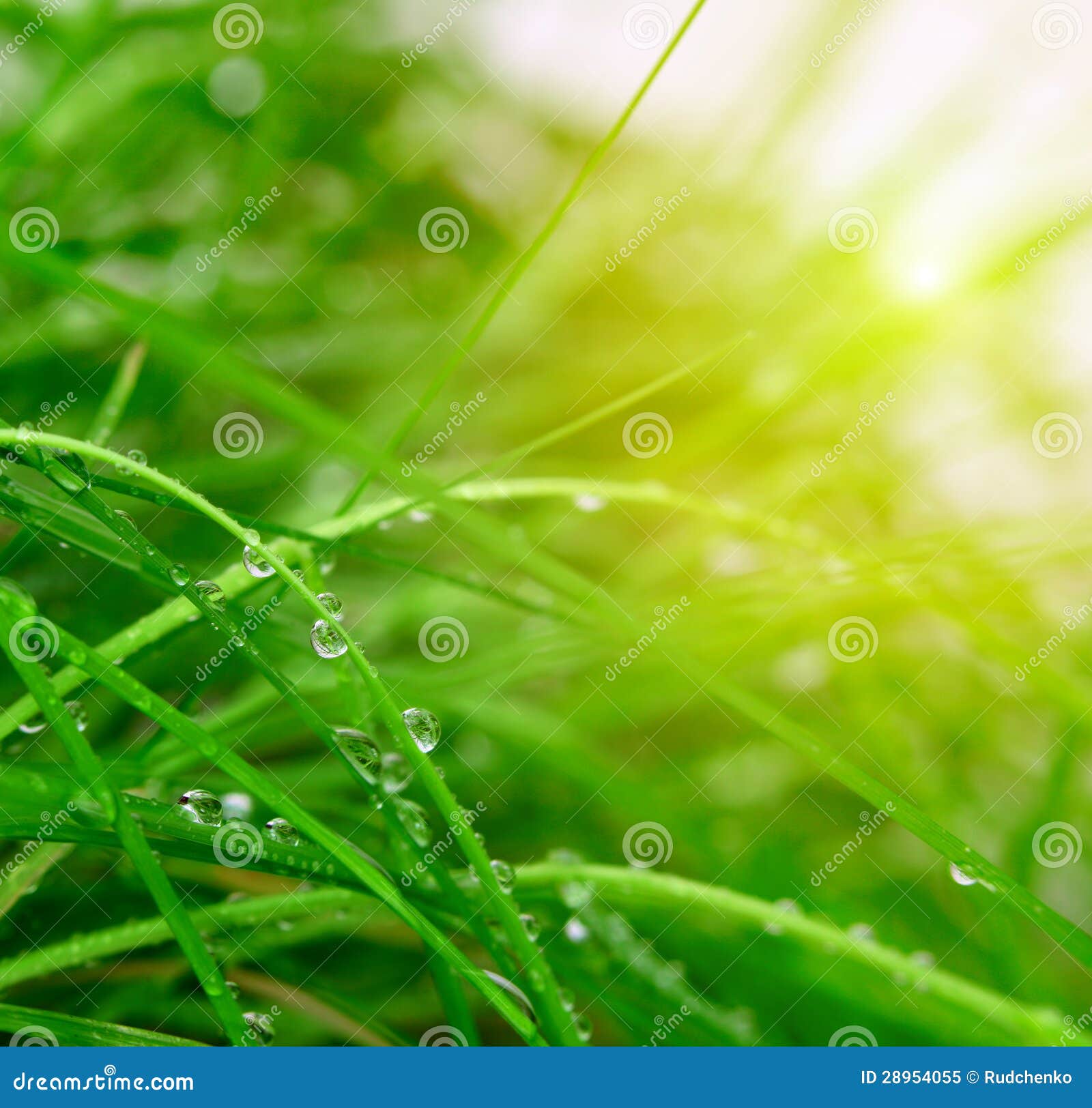 Soft Green Image Of Grass Blade Close-up With Blurred Green Background ...