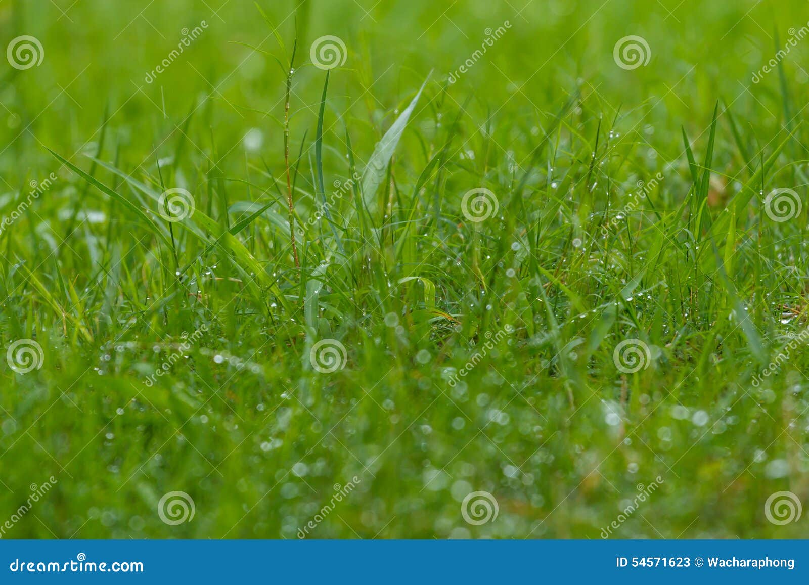 Soft Green Grass Background Stock Image - Image of morning, lawn: 54571623