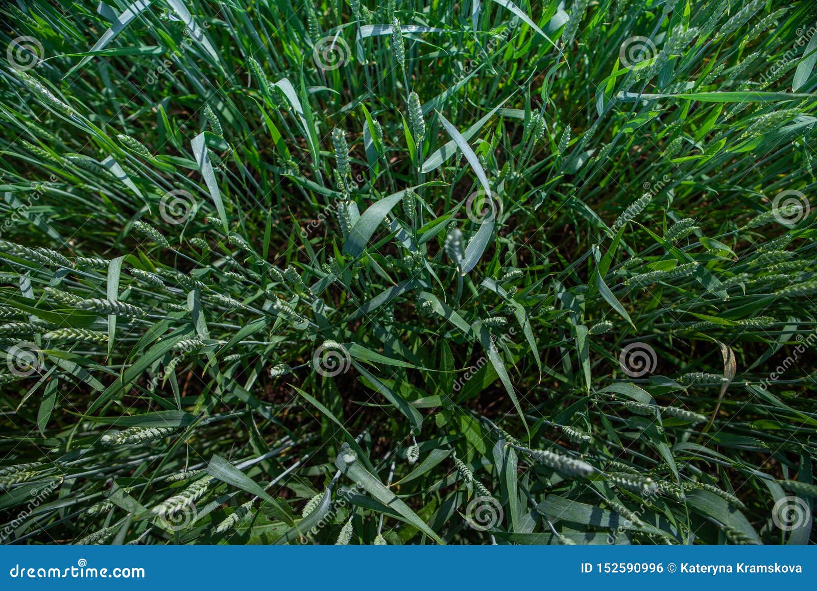 Soft green grass stock photo. Image of growth, landscape - 152590996