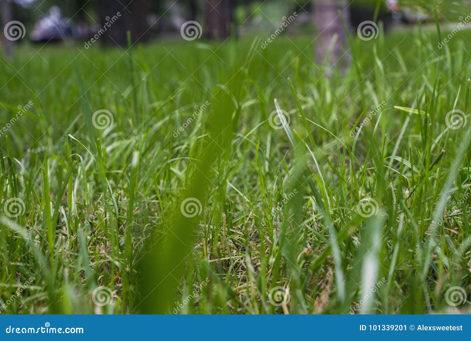 Green grass stock image. Image of texture, water, garden - 101339201