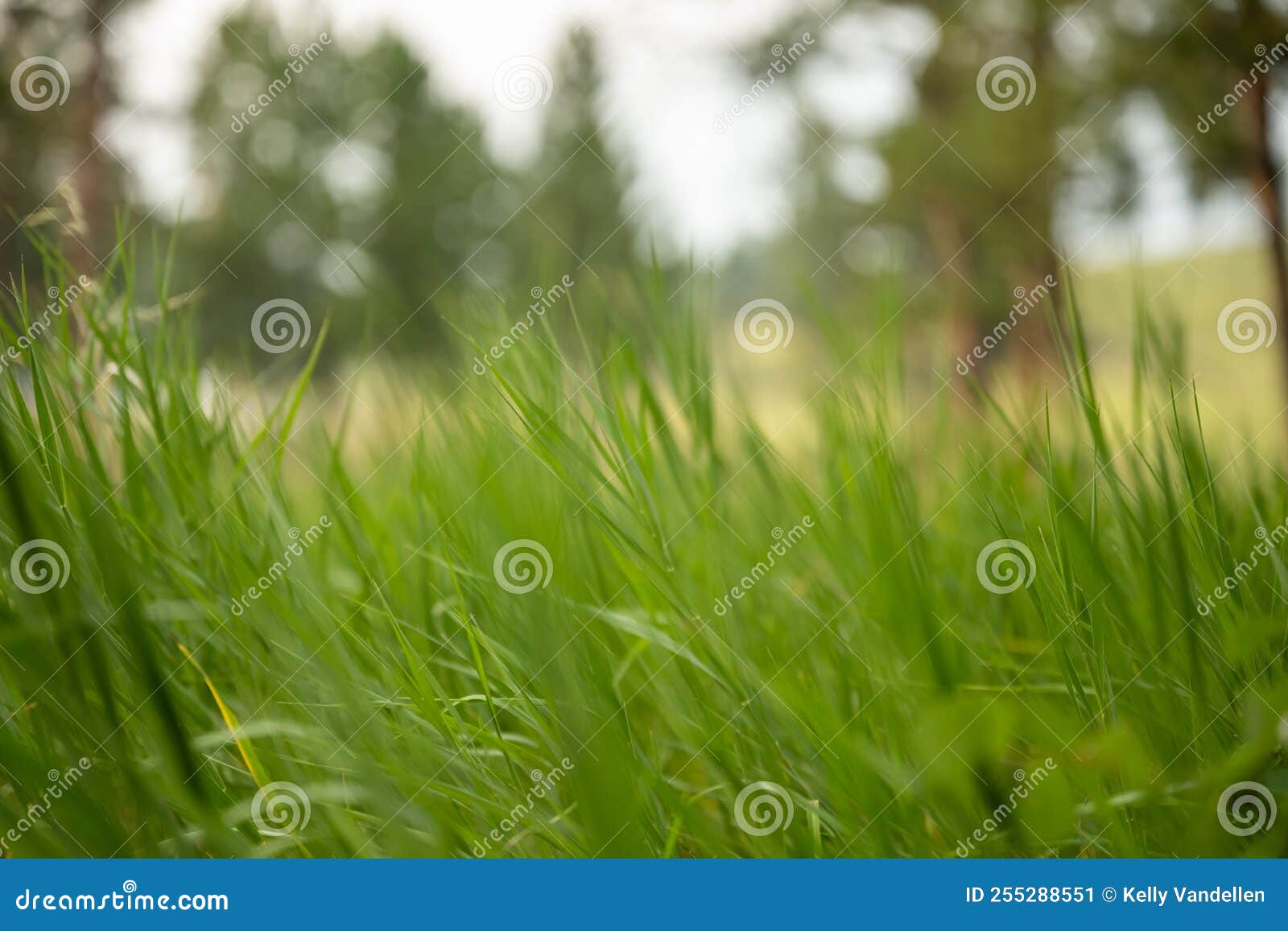 Soft Green Grasses Blow in the Wind Stock Image - Image of wind, soft ...