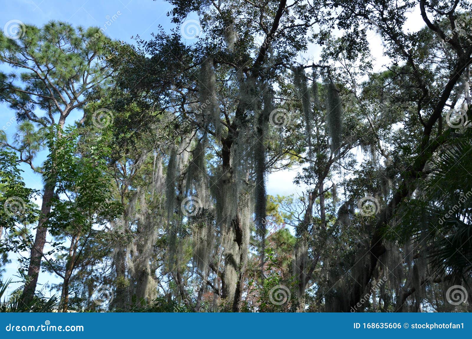 Soft Green and Grey Moss Hanging from a Tree Stock Photo - Image of ...