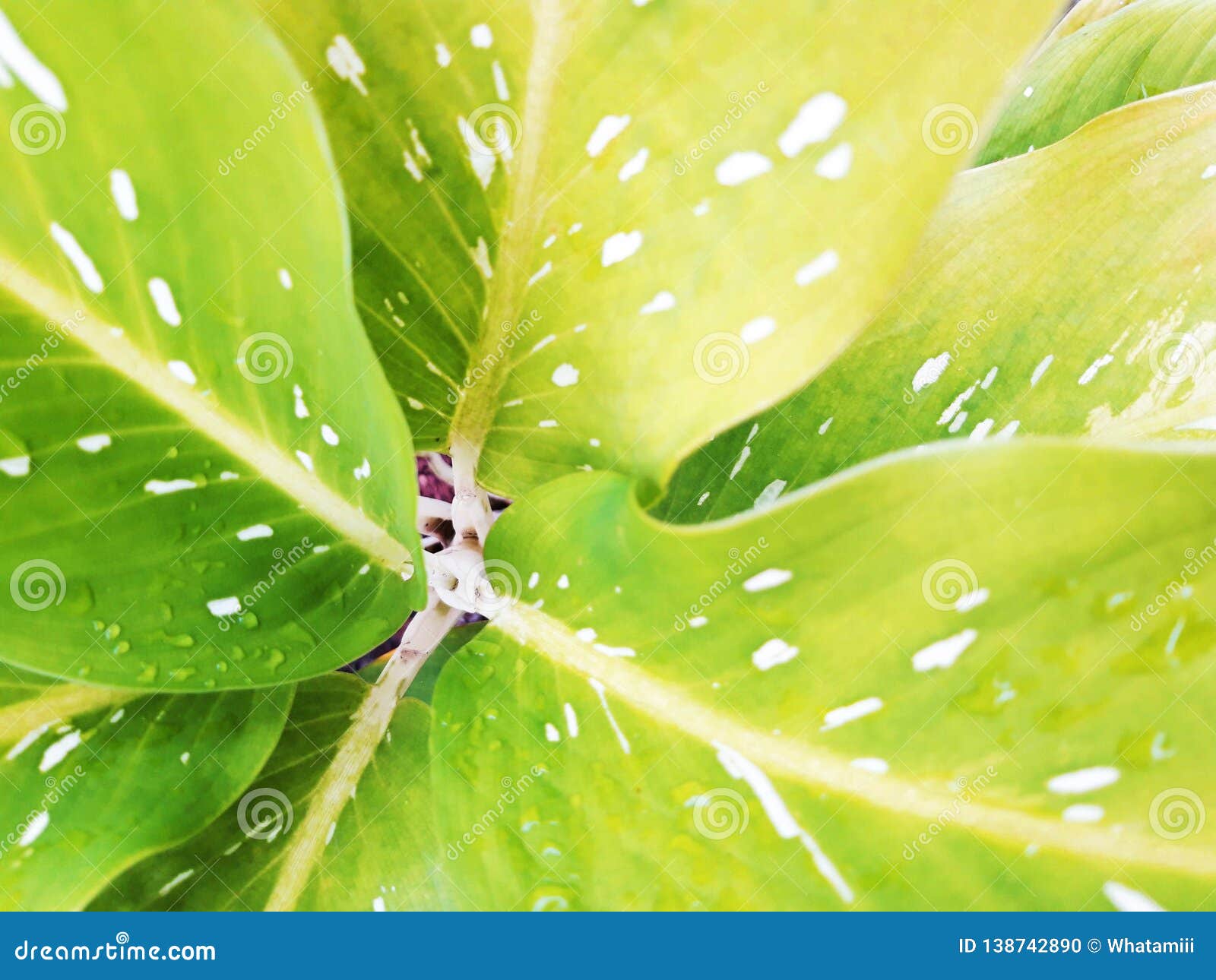 Soft green leaf background stock photo. Image of ecology - 138742890