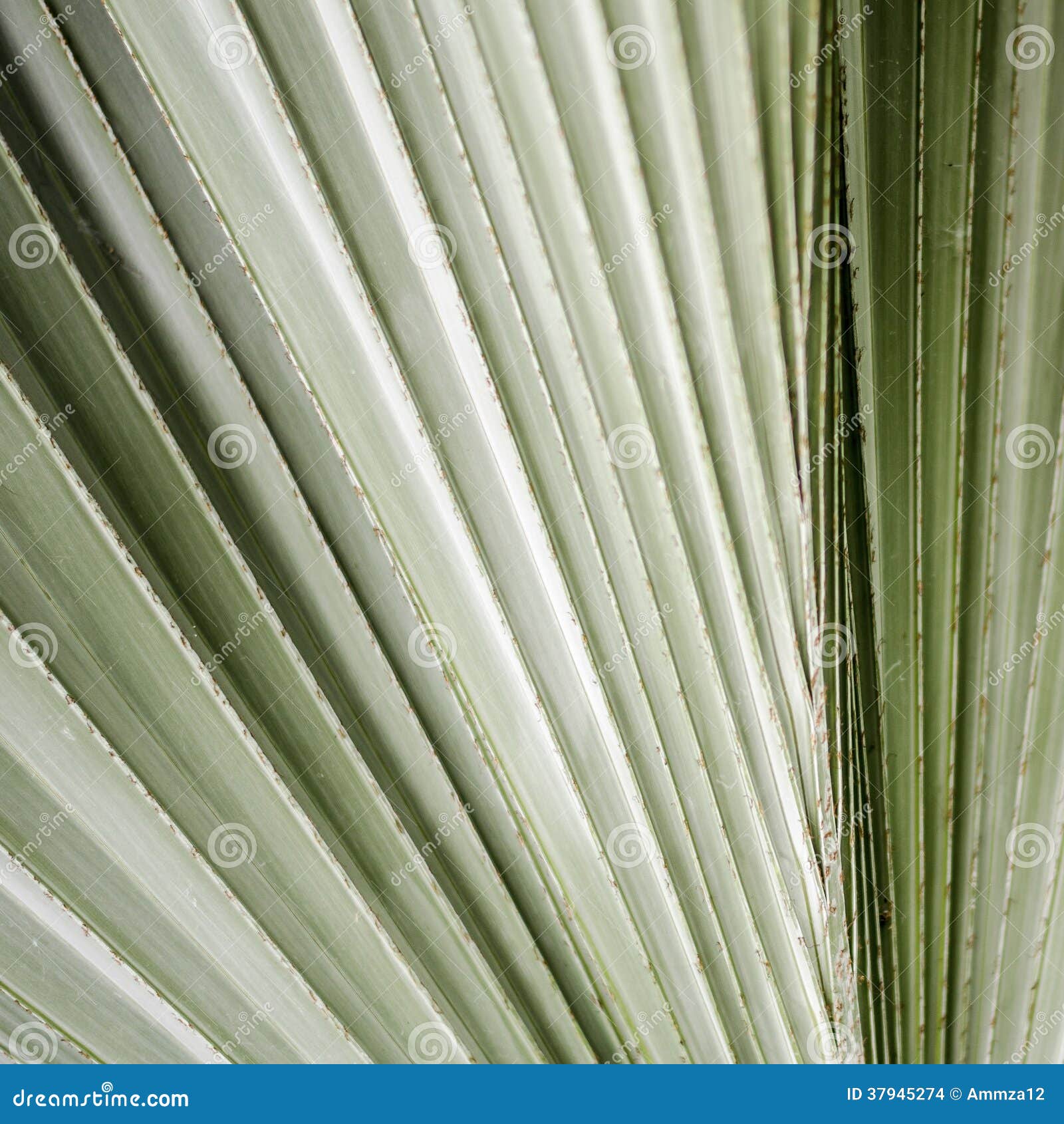 Soft green Leaves texture stock photo. Image of greenish - 37945274