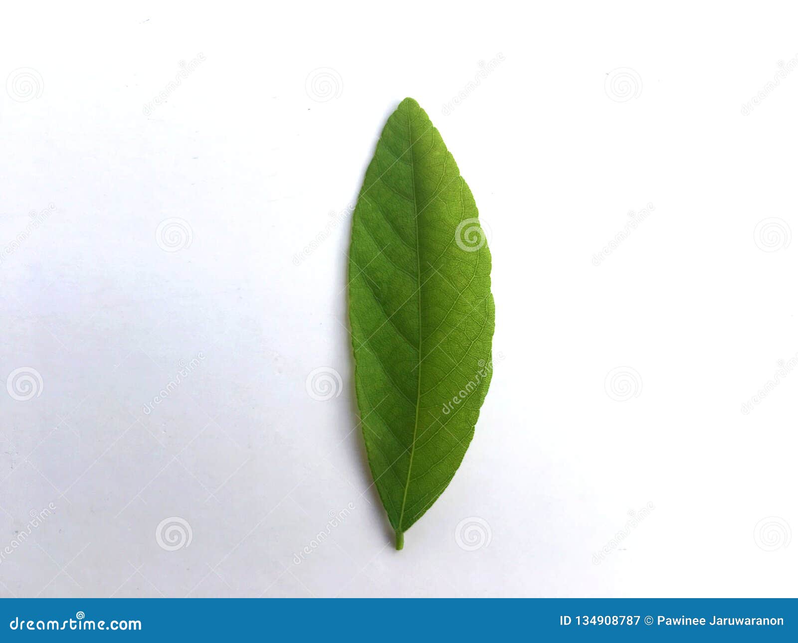 Soft Green Leaves Texture Isolated on White Background. Stock Image ...