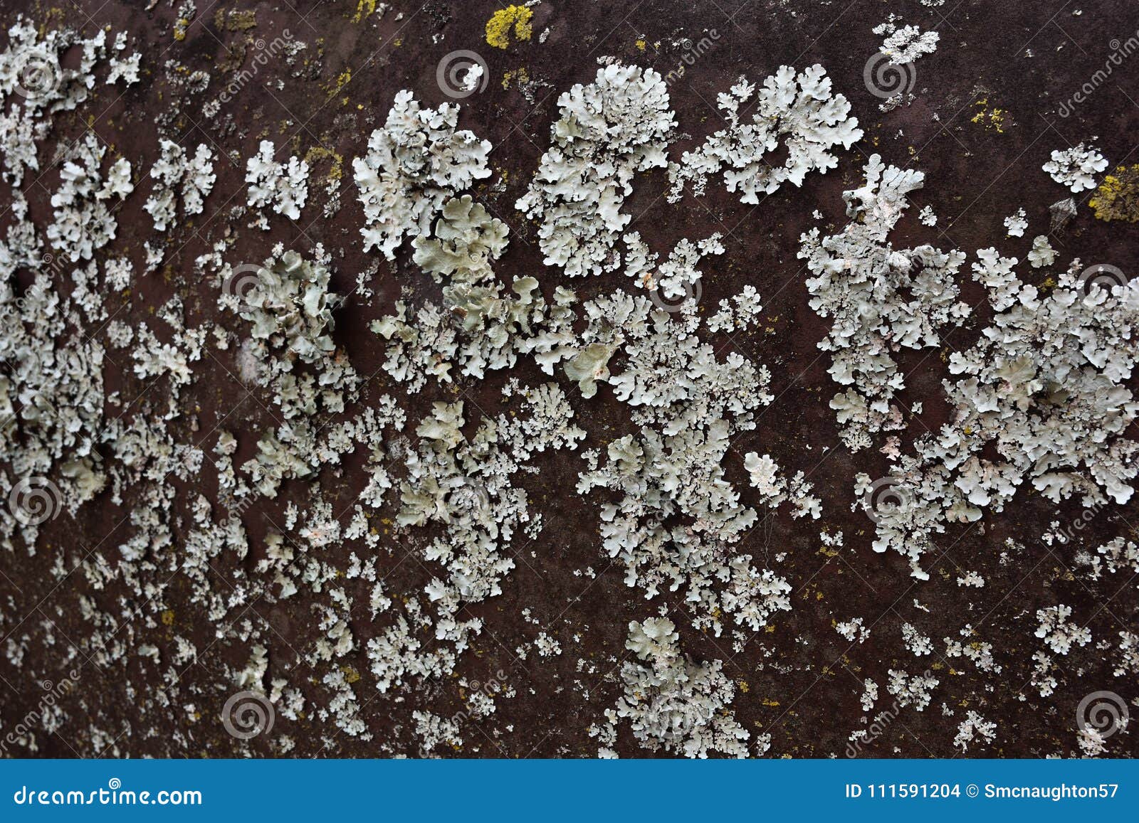 Soft Green Lichen Growing on Rusted Metal Surface Stock Photo - Image ...