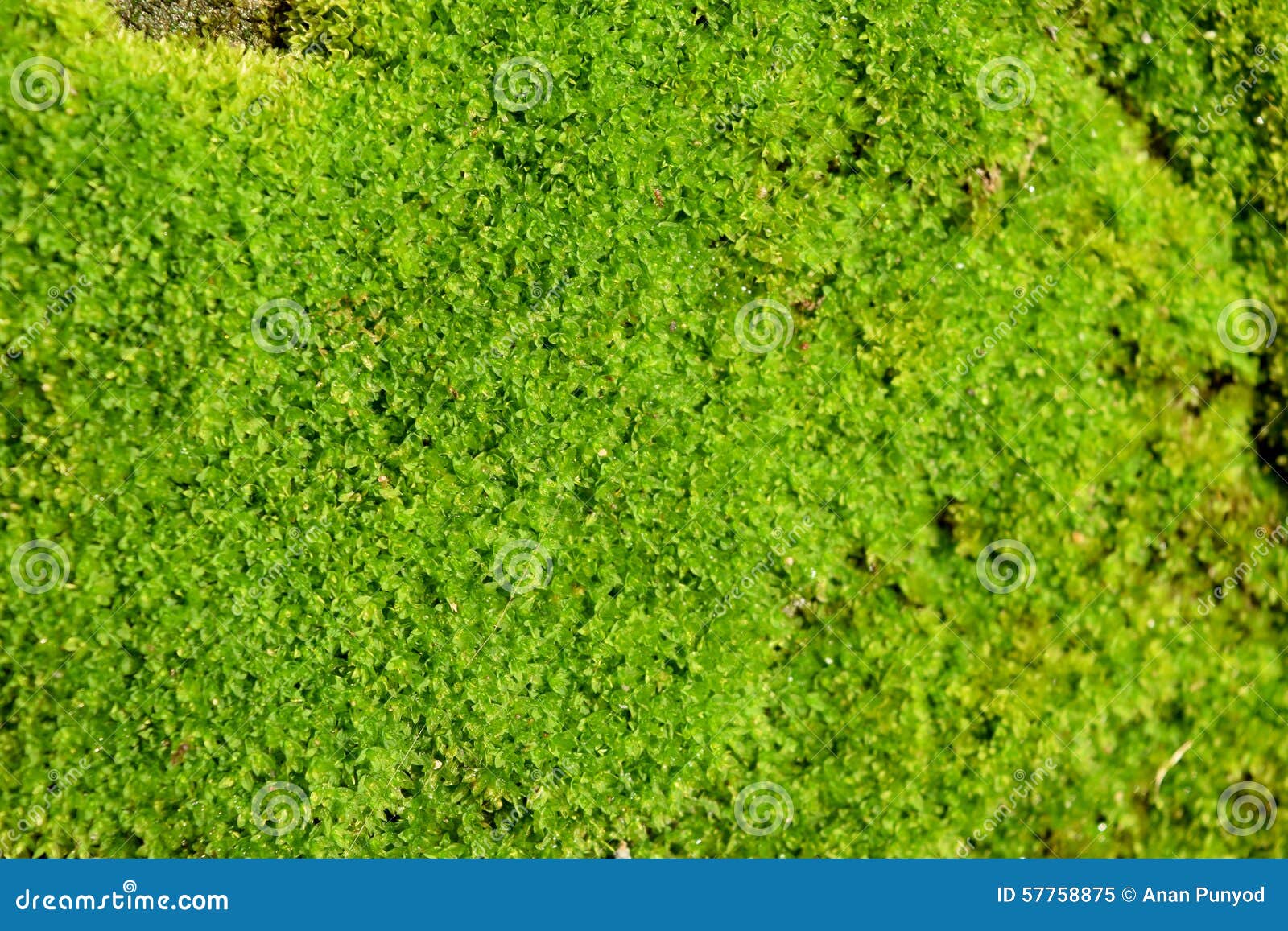 Soft Green Moss Close-up Nature Abstract Background Stock Image - Image ...