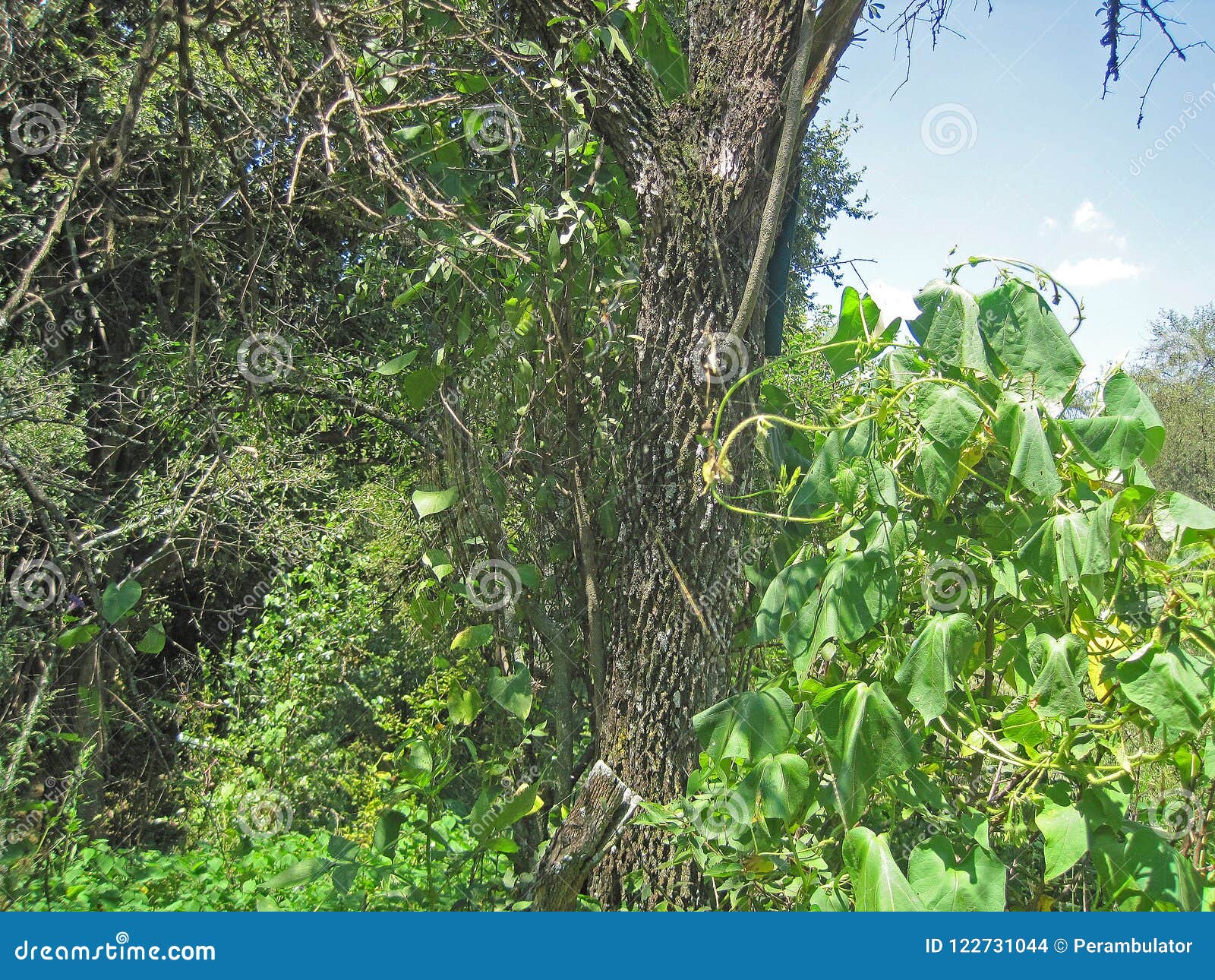 SOFT GREEN VEGETATION GROWING AROUND a ROBUST TREE TRUNK Stock Photo ...