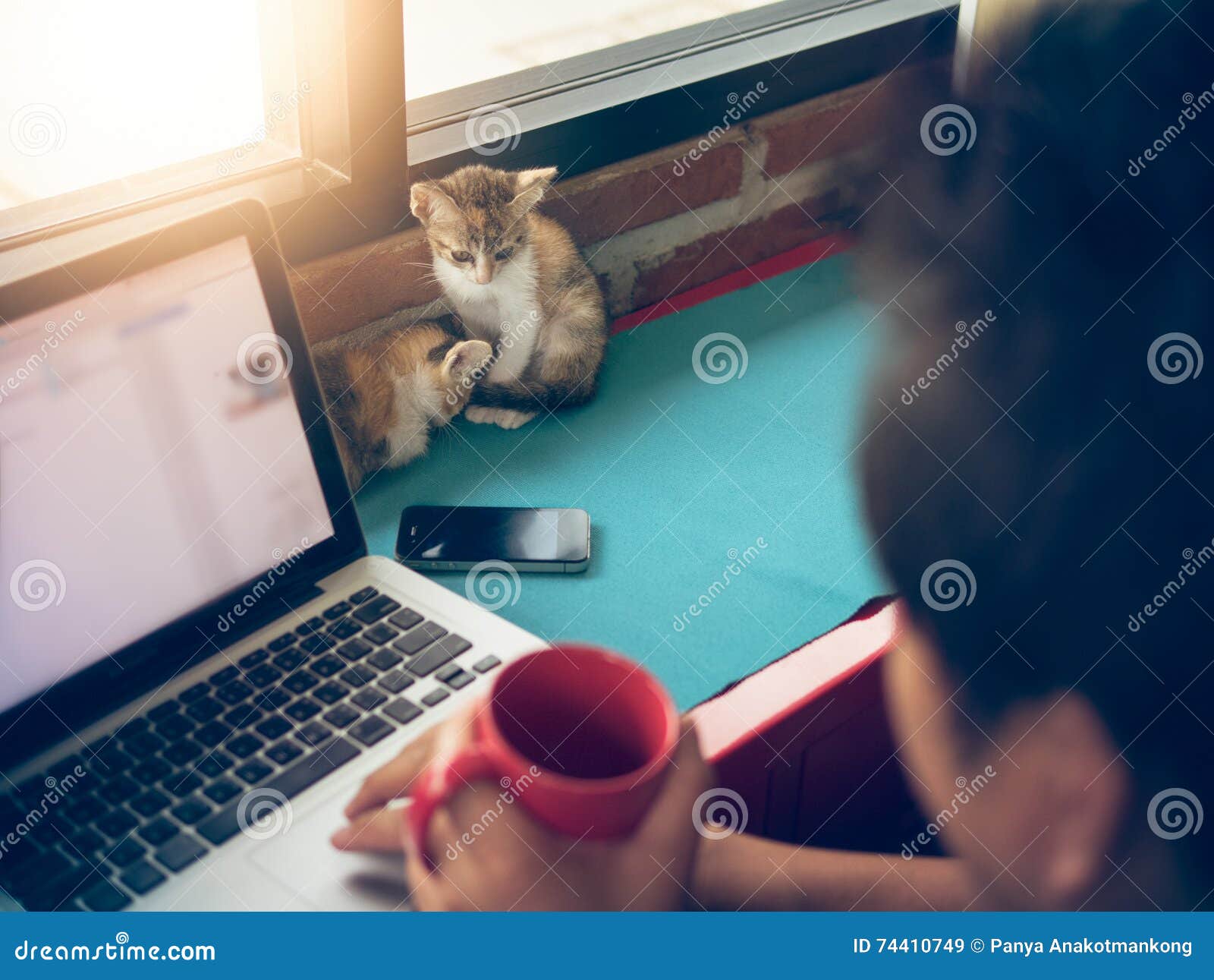 Soft Image Baby Cats with Man Working on Laptop and Drink Coffee Stock ...