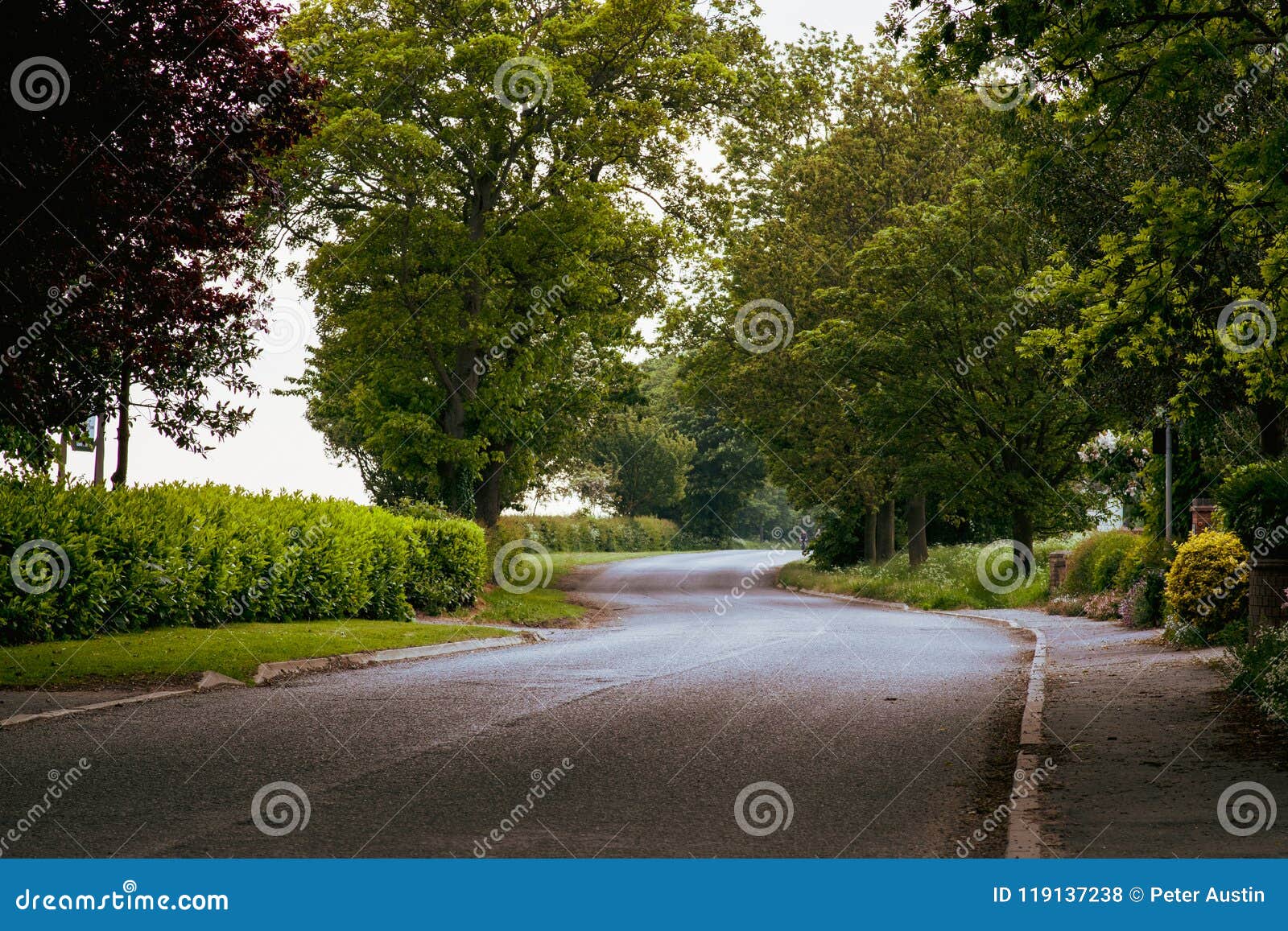 A Path Lined with Bright Green Trees Fading into the Distance Stock ...