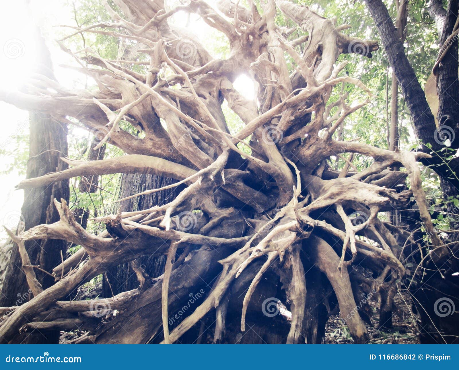Soft Image the Remains of the Roots of Tree in the Jungle. Stock Photo ...