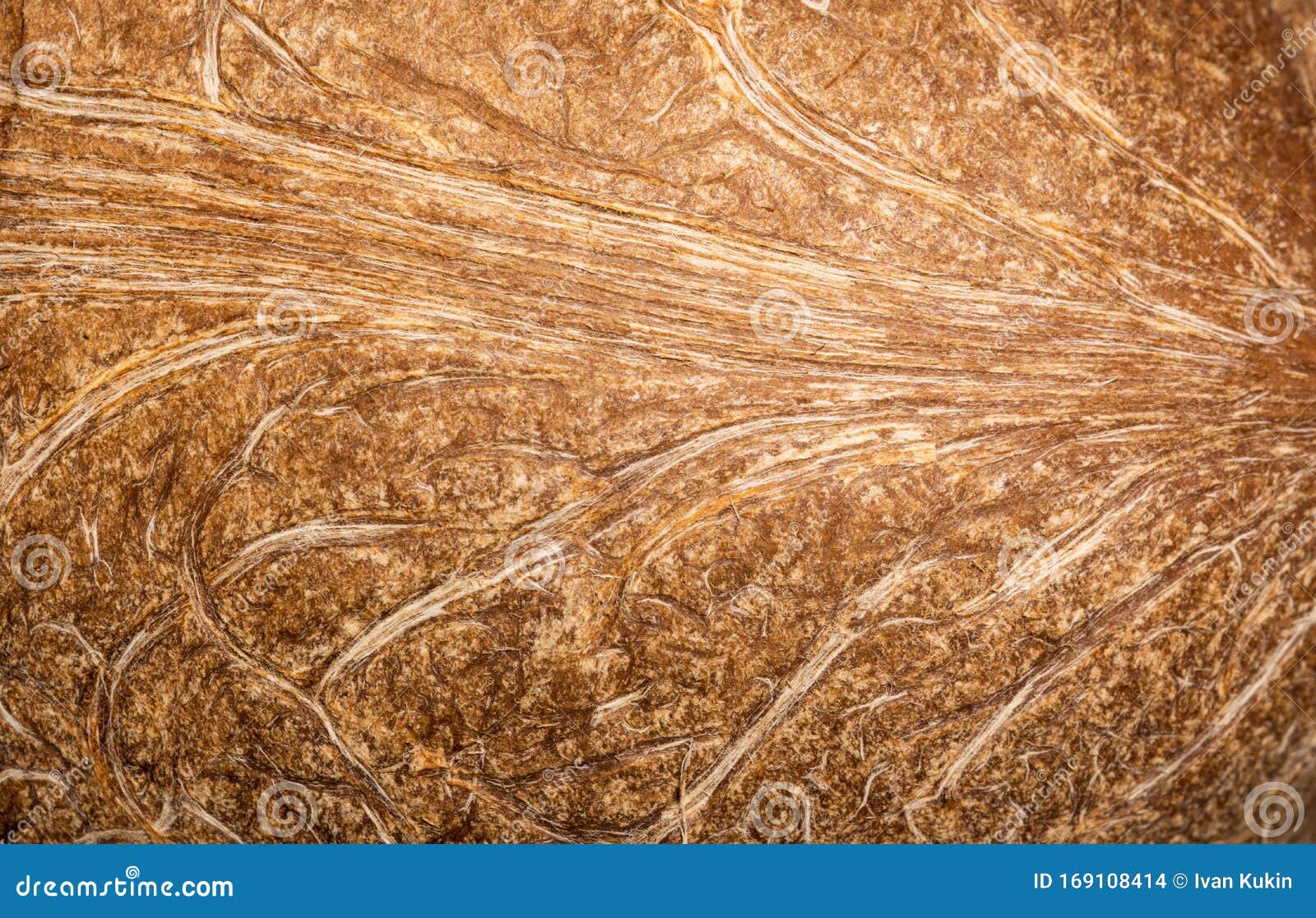 Napy Coconut Texture Closeup Similar To Tree Roots Royalty-Free Stock ...