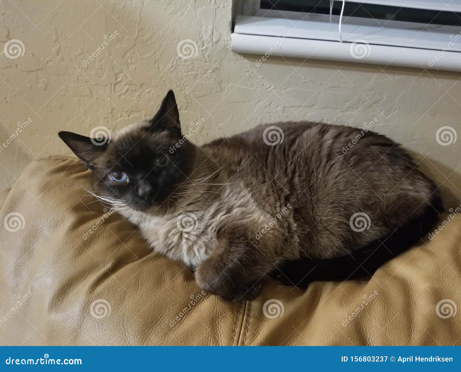 Soft Kitty fotografering för bildbyråer. Bild av siamesisk - 156803237