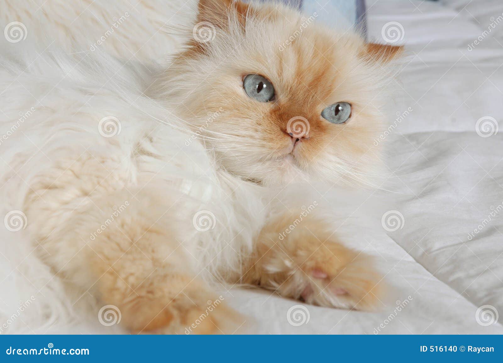 Soft Kitty stock photo. Image of breed, blood, monochrome - 516140