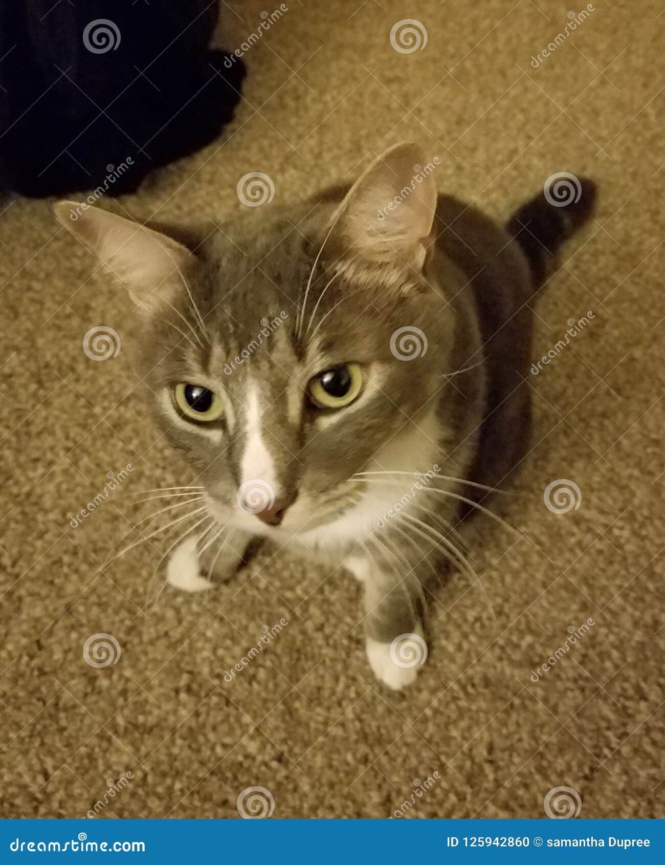 Soft kitty cat stock photo. Image of poses, purs, kitty - 125942860