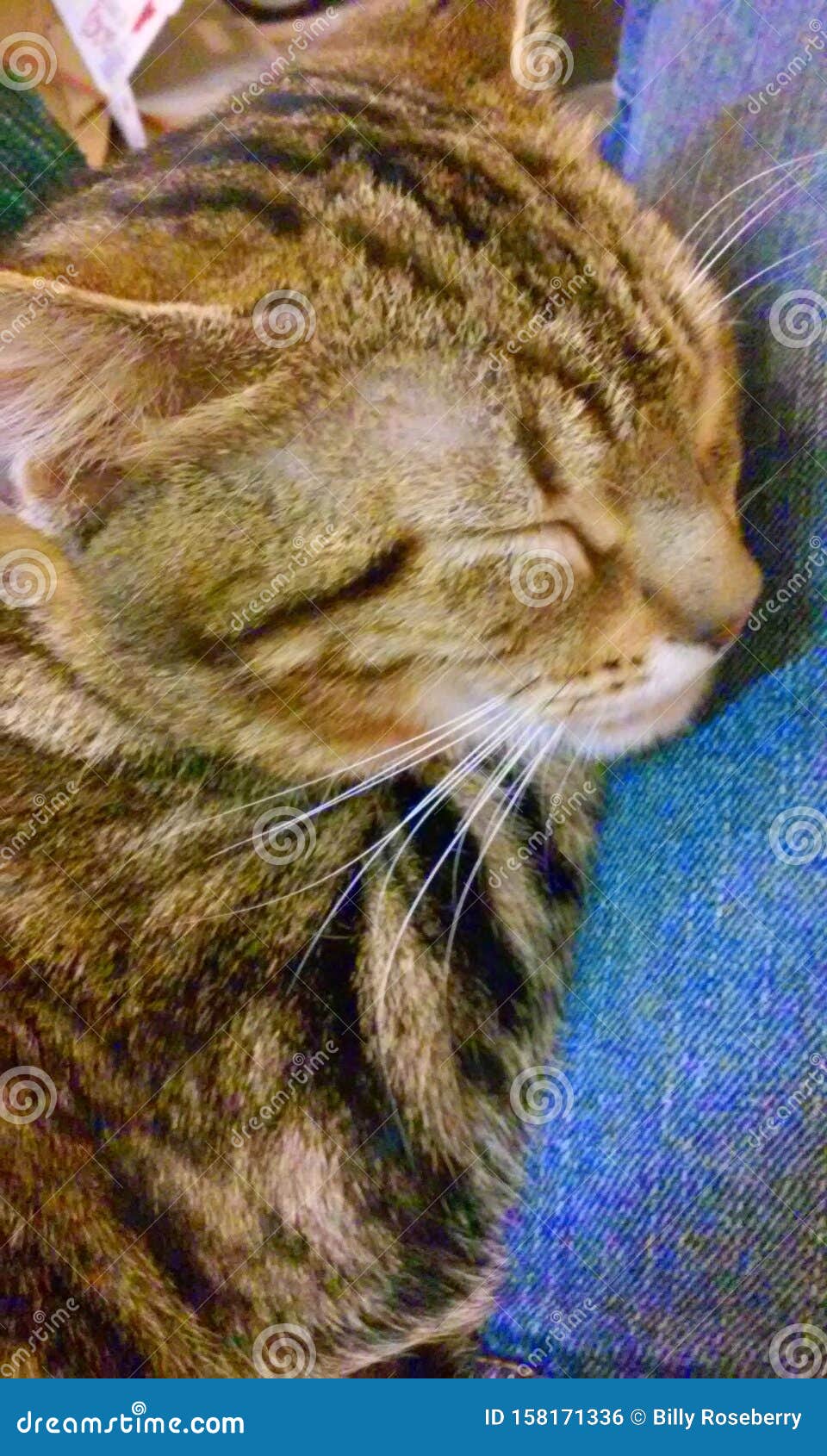 Soft Kitty Warm Kitty stock photo. Image of catnap, soft - 158171336