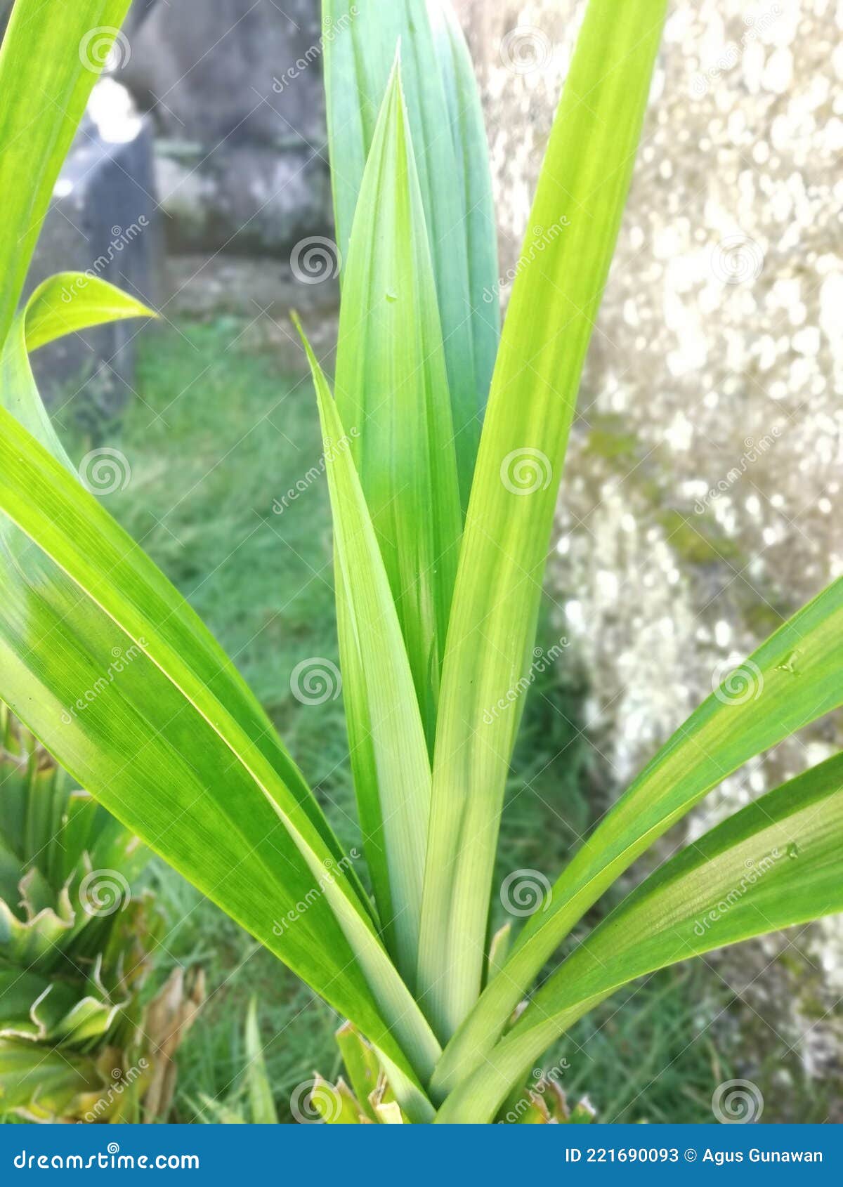 Soft Leaf stock image. Image of agriculture, nature - 221690093