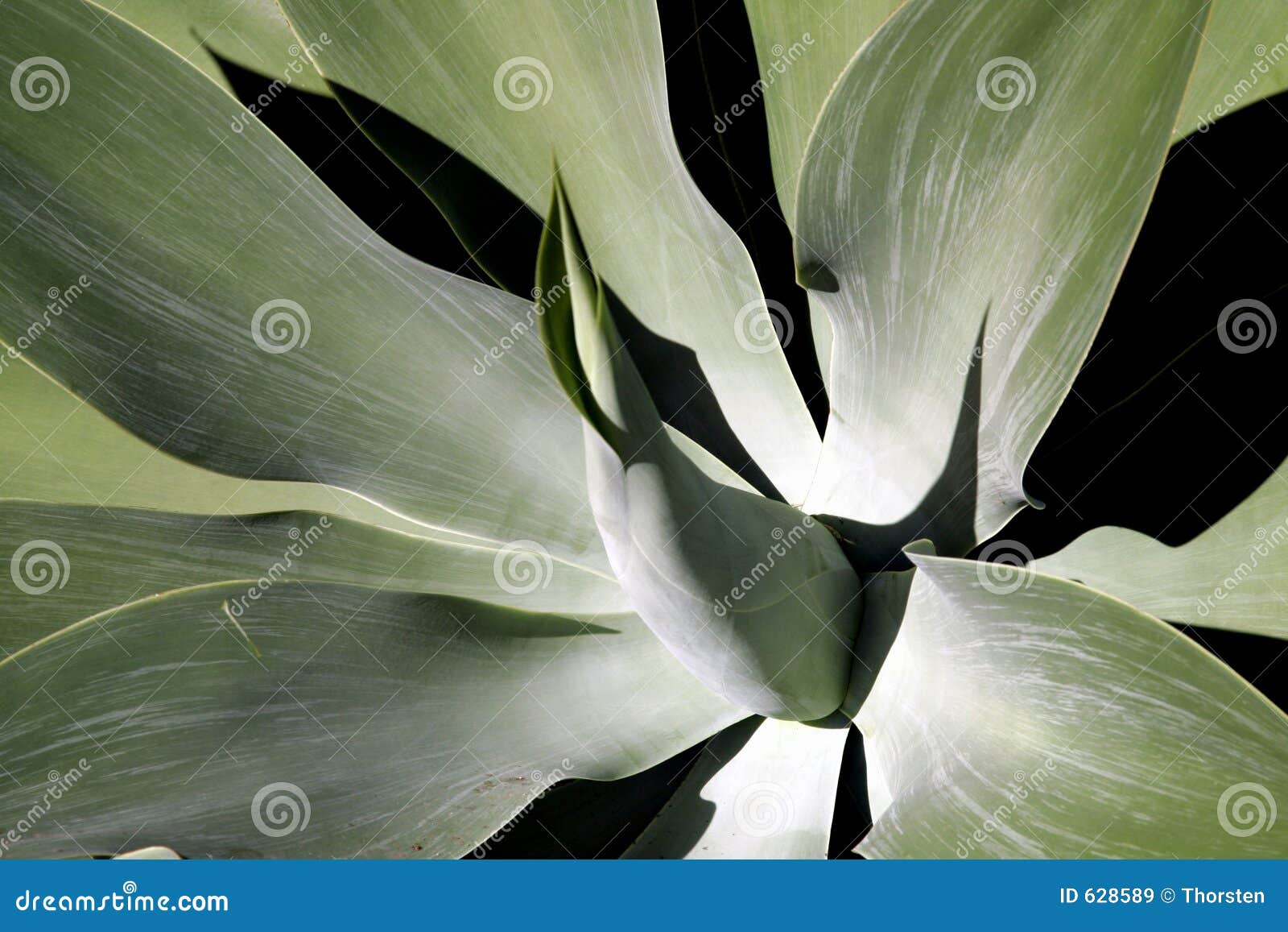 Soft Leaf Tropical Plant stock image. Image of flesh, center - 628589