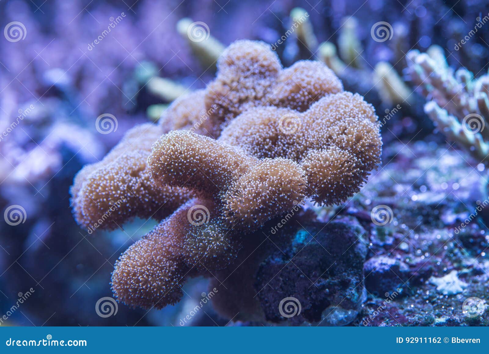 Soft Leather Coral Reef Aquarium Stock Photo - Image of acropora, dive ...