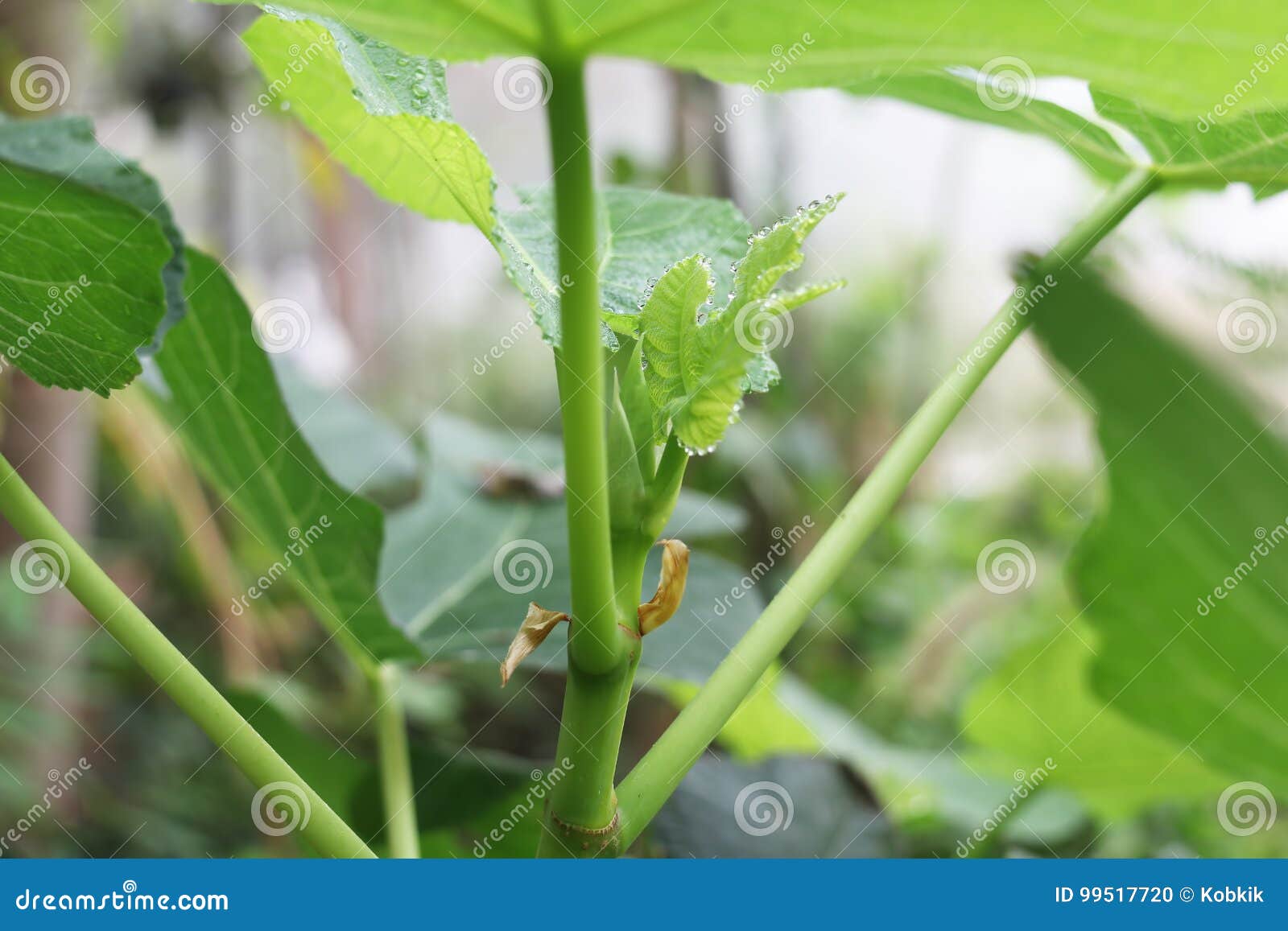 Soft leaves of fig tree. stock photo. Image of food, colorful - 99517720