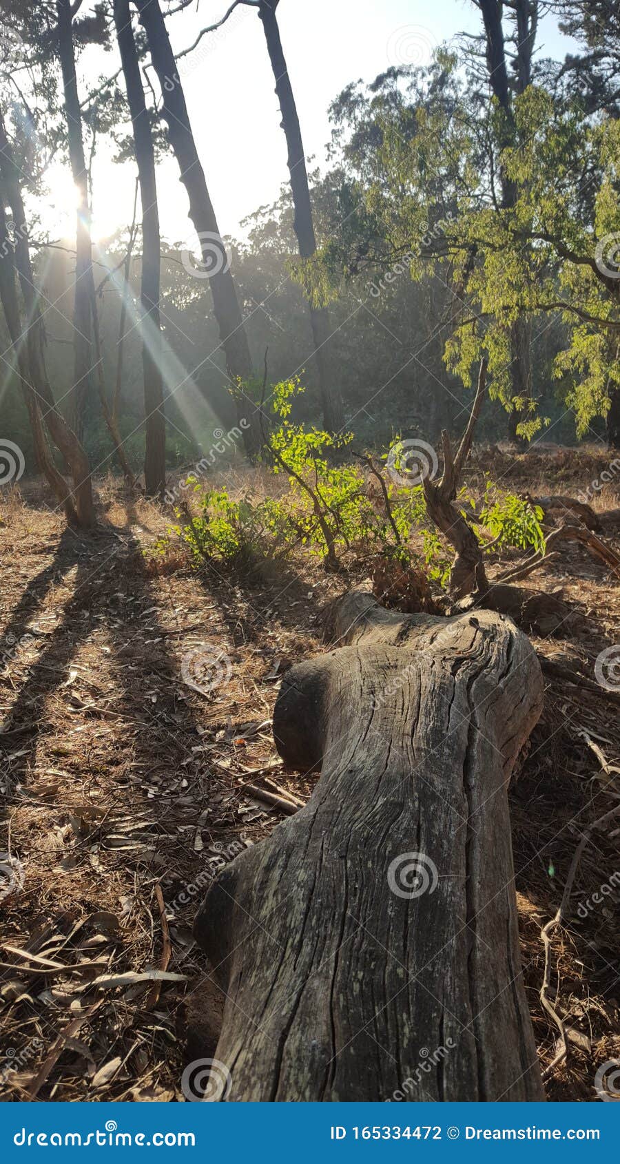 Soft Light Covers the Natural Tree Log Stock Photo - Image of tree ...