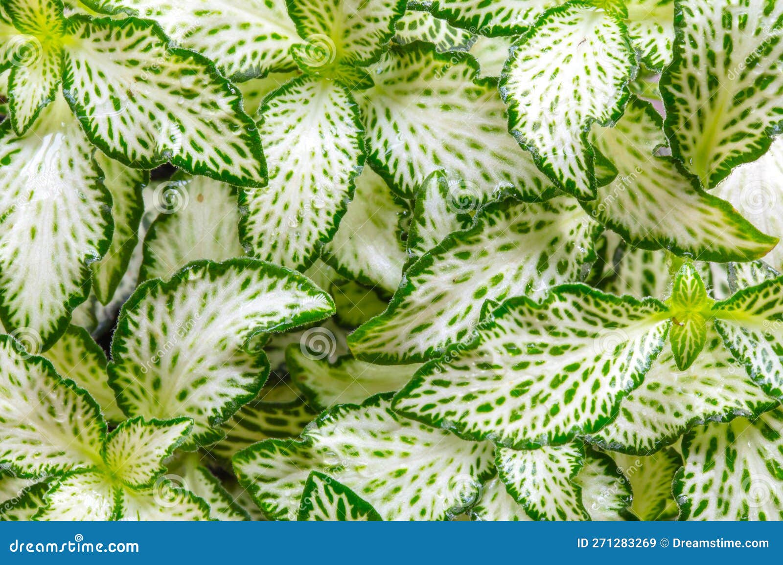 Soft Light Green Leaves Background for Design. Plant Leaf Fresh for ...