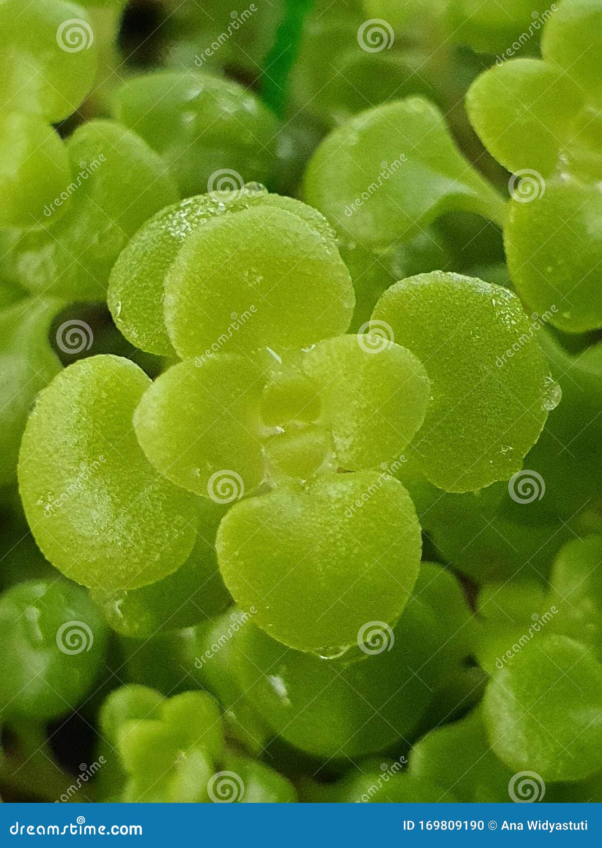 Soft Light Green Leaves in the Vase Stock Photo - Image of nature ...