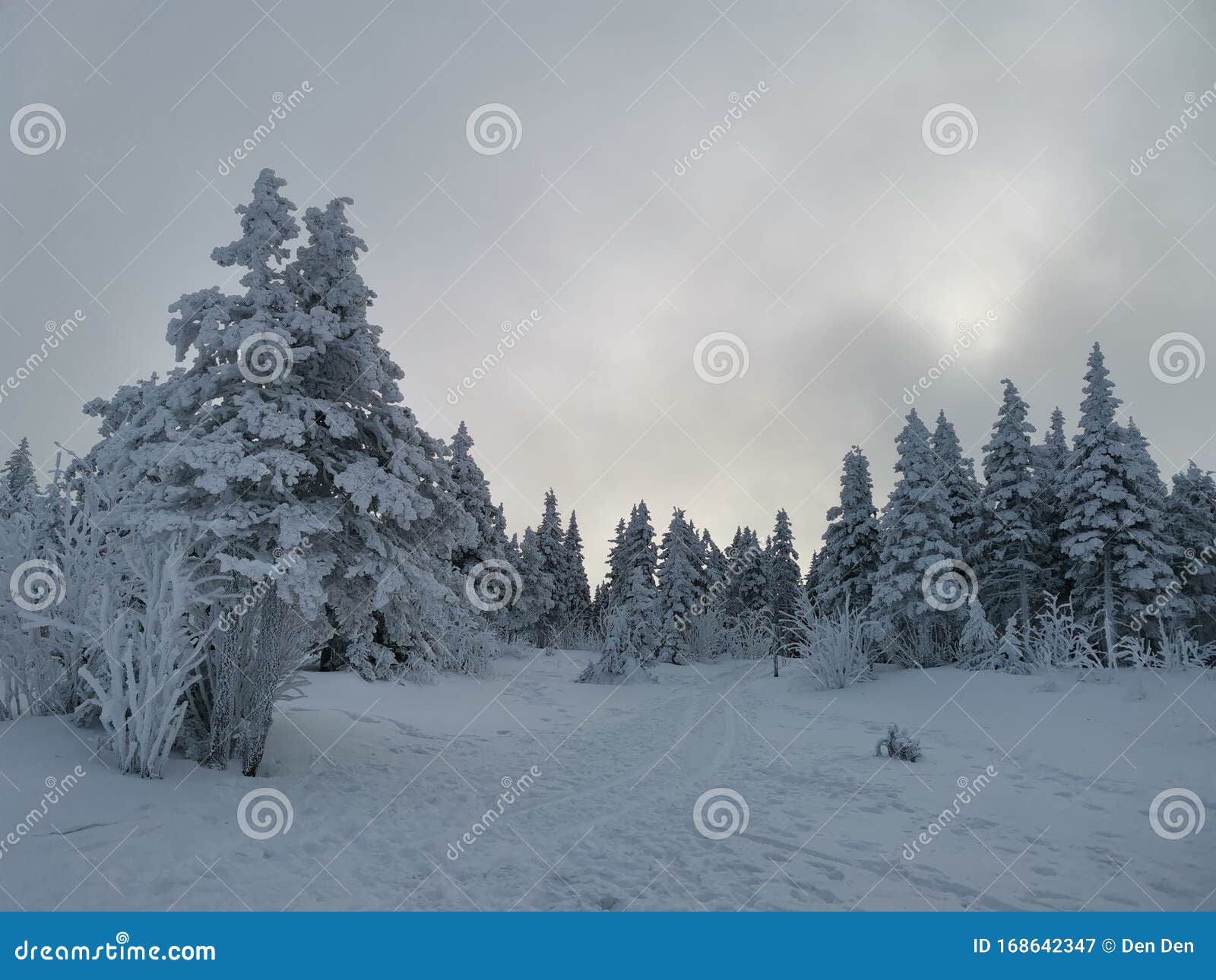 Soft Light of Sunset in the Forest Stock Image - Image of nature, light ...