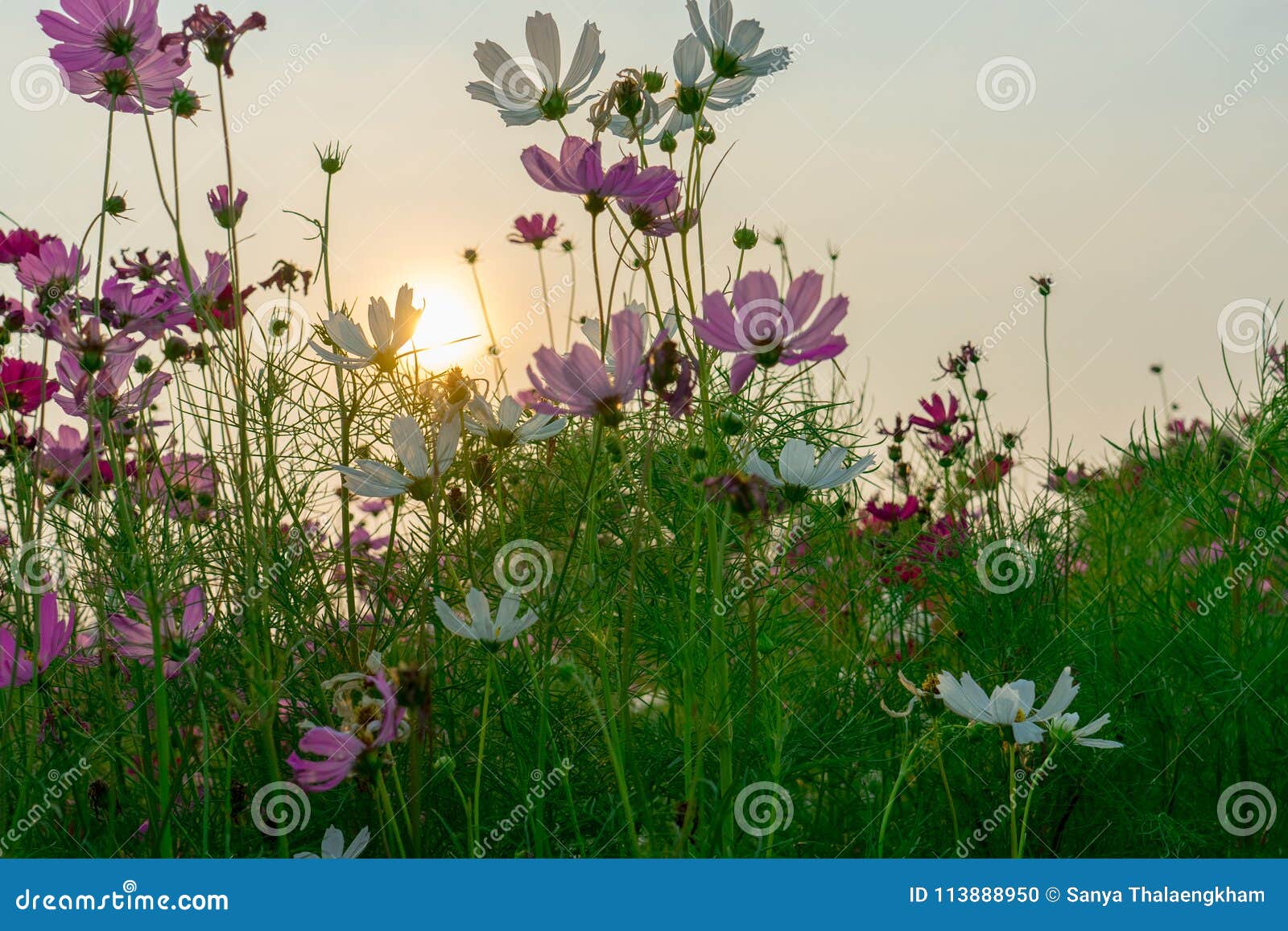 It Soft Lighting when Sunset Stock Photo - Image of scenery, outdoor ...