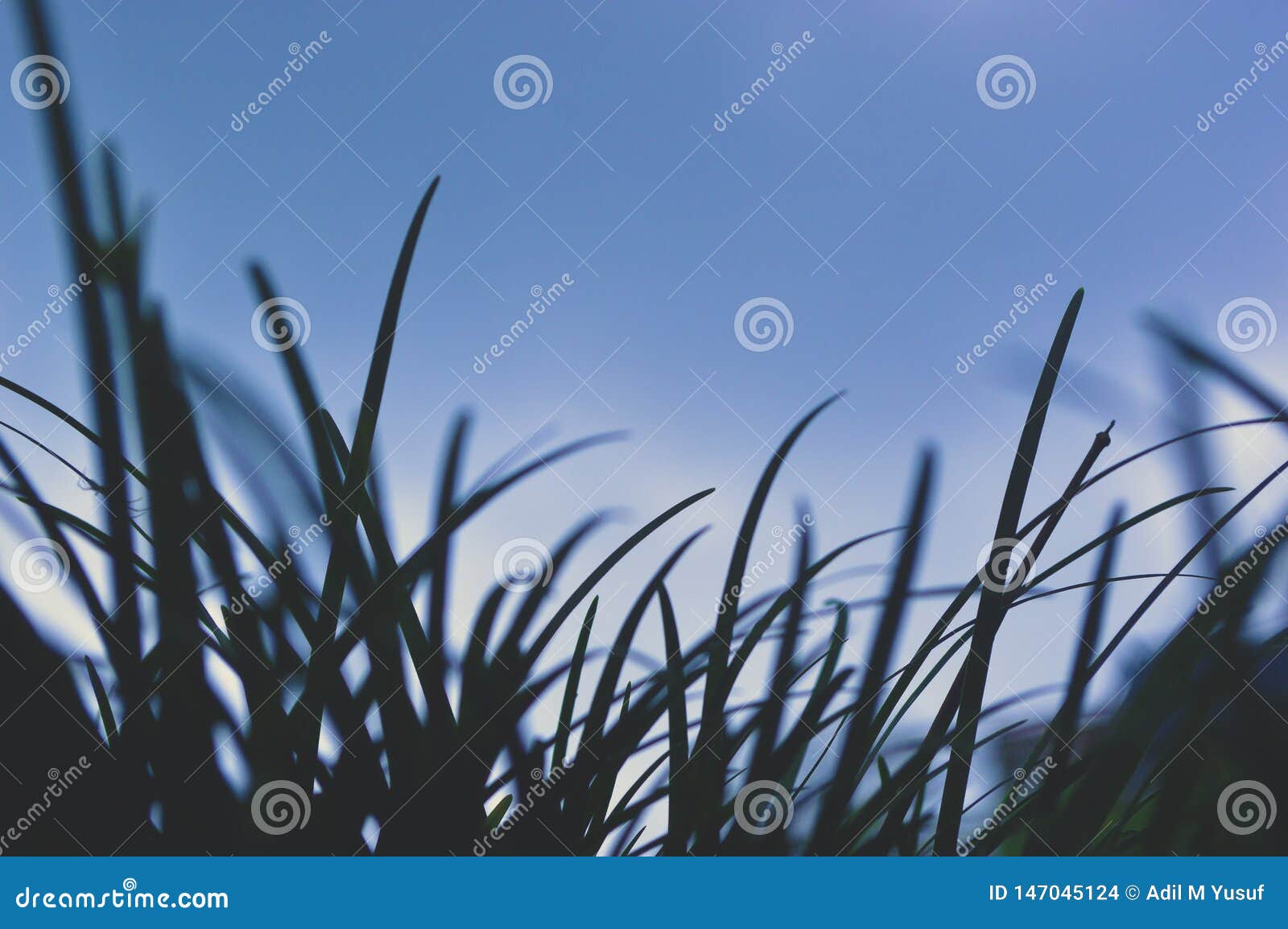 Soft of Looming Grass up stock photo. Image of rises - 147045124