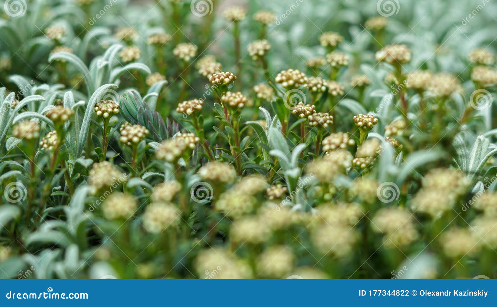 Soft, Lush Cover of Plants in Sunny Spring Stock Photo - Image of grass ...