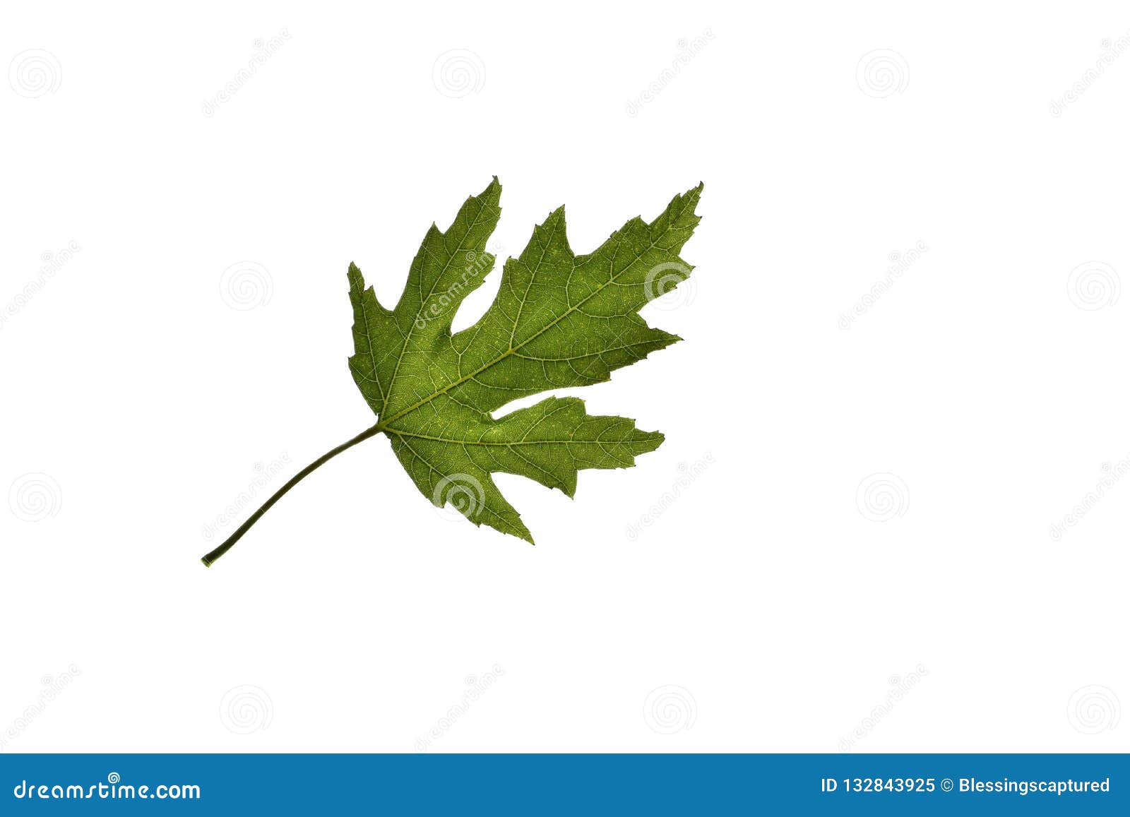A Soft Maple Leaf Isolated on Pure White Stock Image - Image of ...