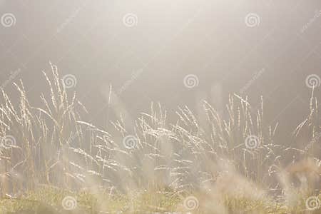 Soft Morning Light Nature Background Stock Photo - Image of haze, artsy ...