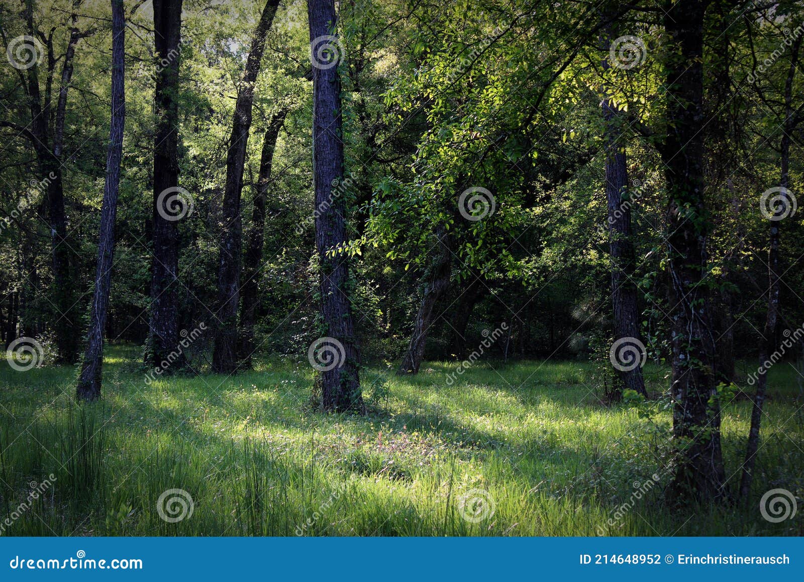 Soft Morning Sunlight in the Forest Stock Photo - Image of contrast ...