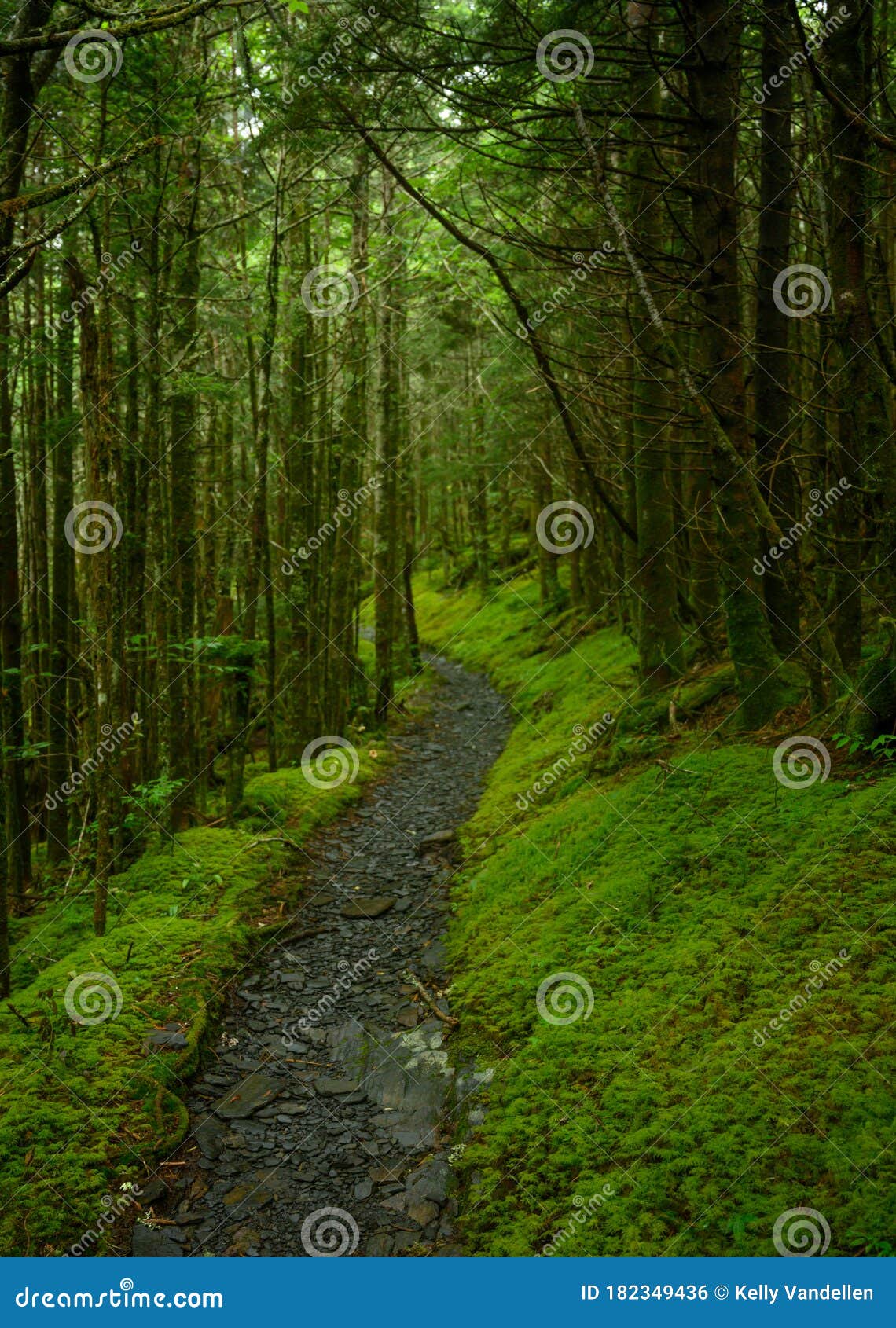 Soft Moss Lines Thick Trail Stock Photo - Image of misty, close: 182349436
