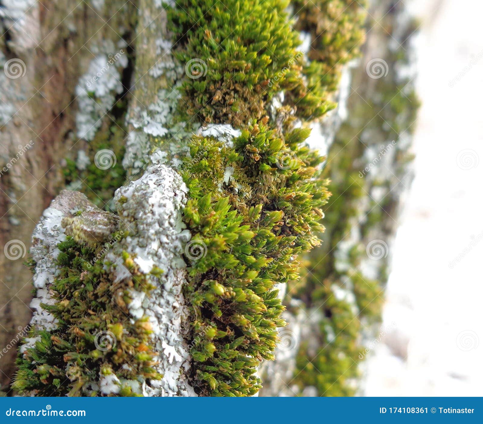Soft moss on a tree stock image. Image of soft, tree - 174108361