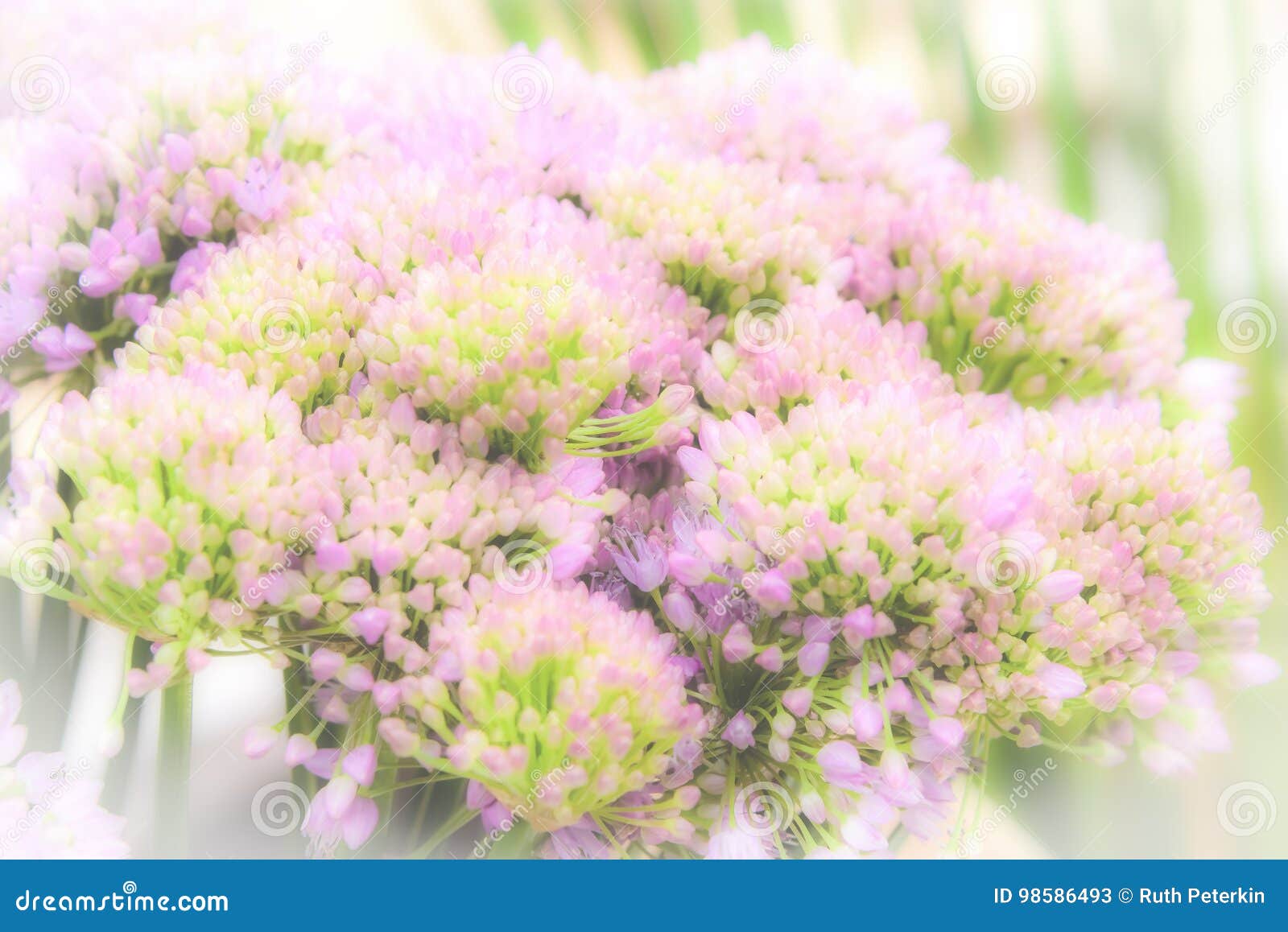 Soft Muted Pink Flowers stock image. Image of background - 98586493
