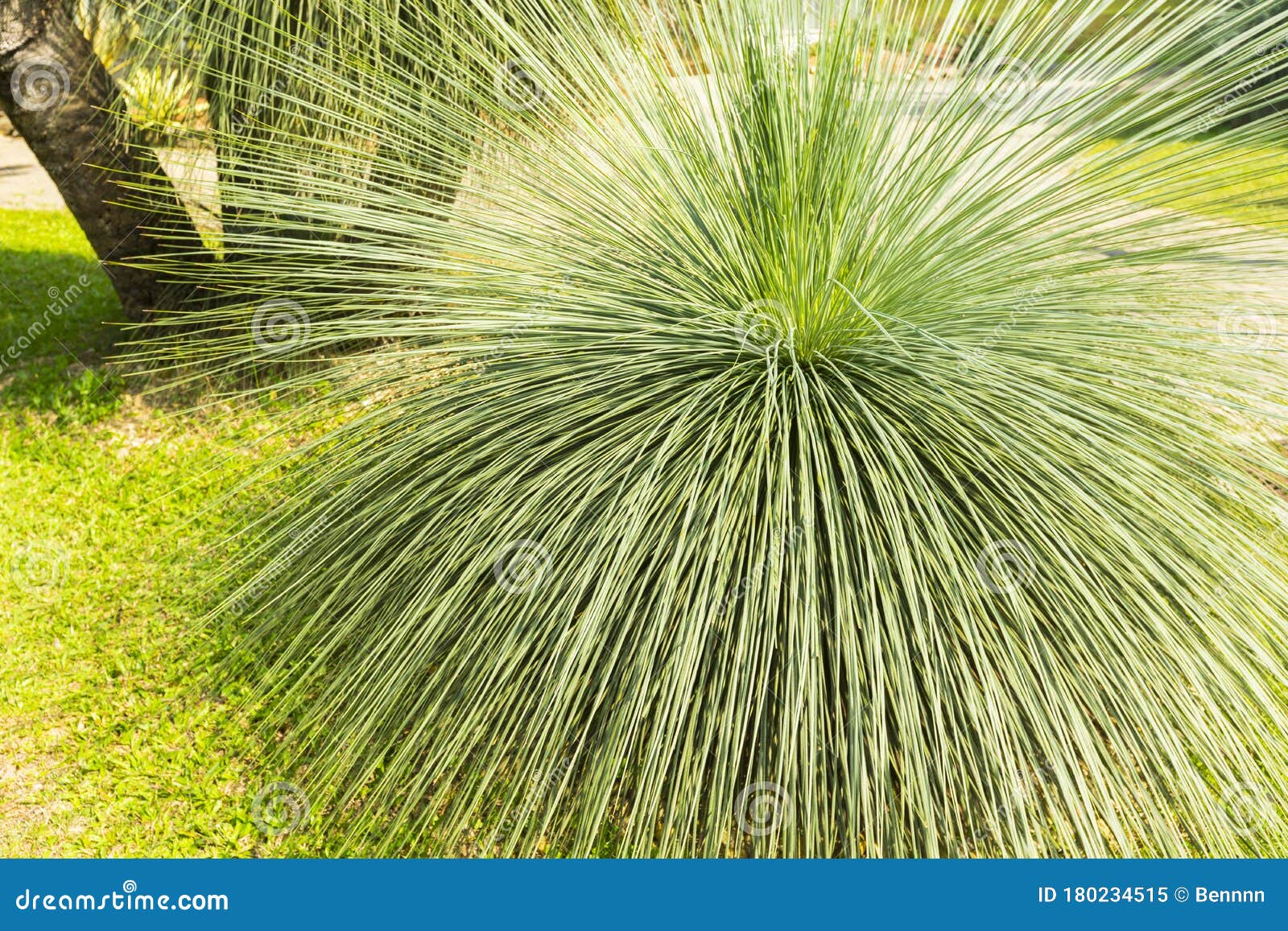 Soft and Narrow Leaf of Agave Succulent Plant Stock Image - Image of ...