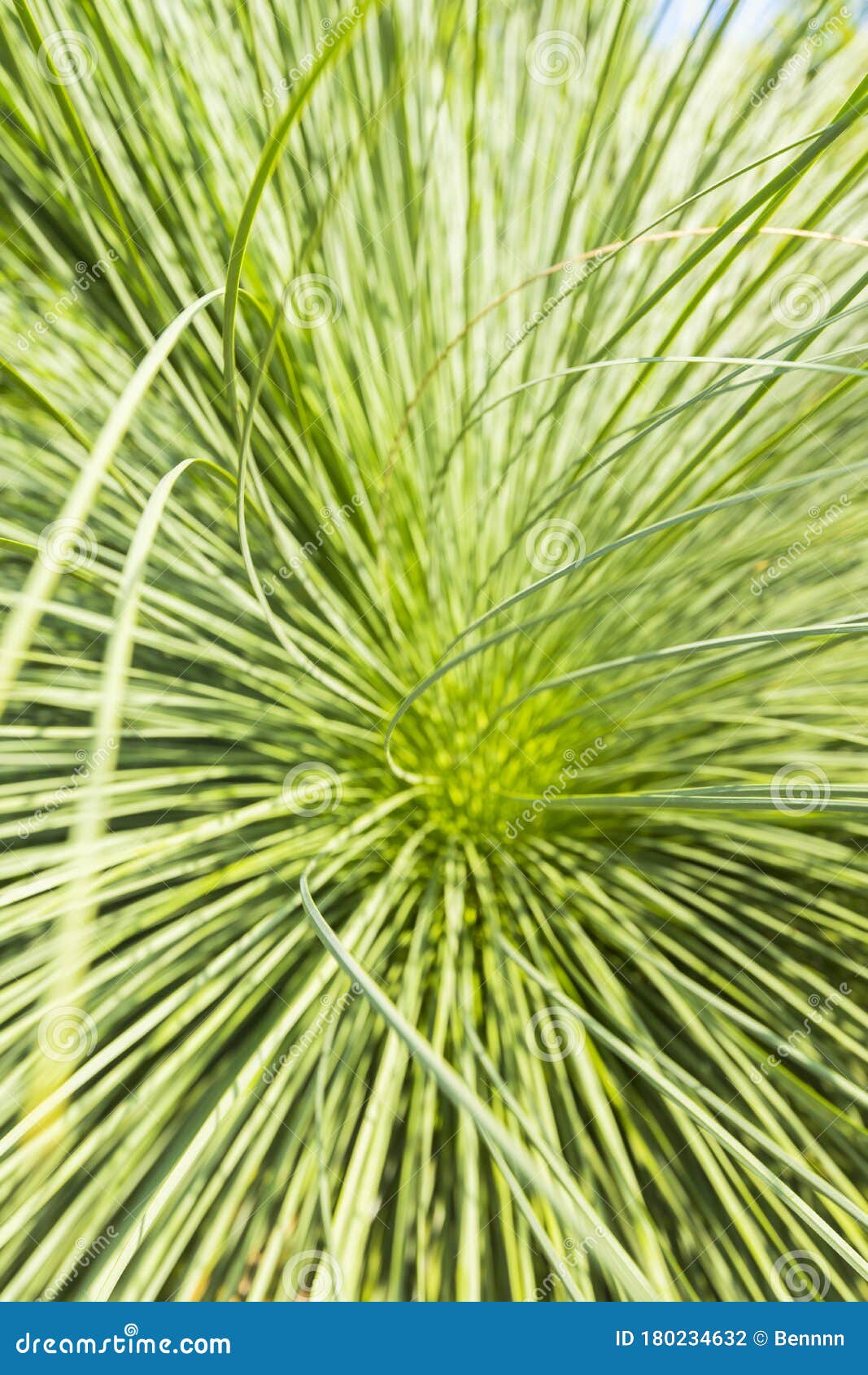 Soft and Narrow Leaf of Agave Succulent Plant Stock Photo - Image of ...