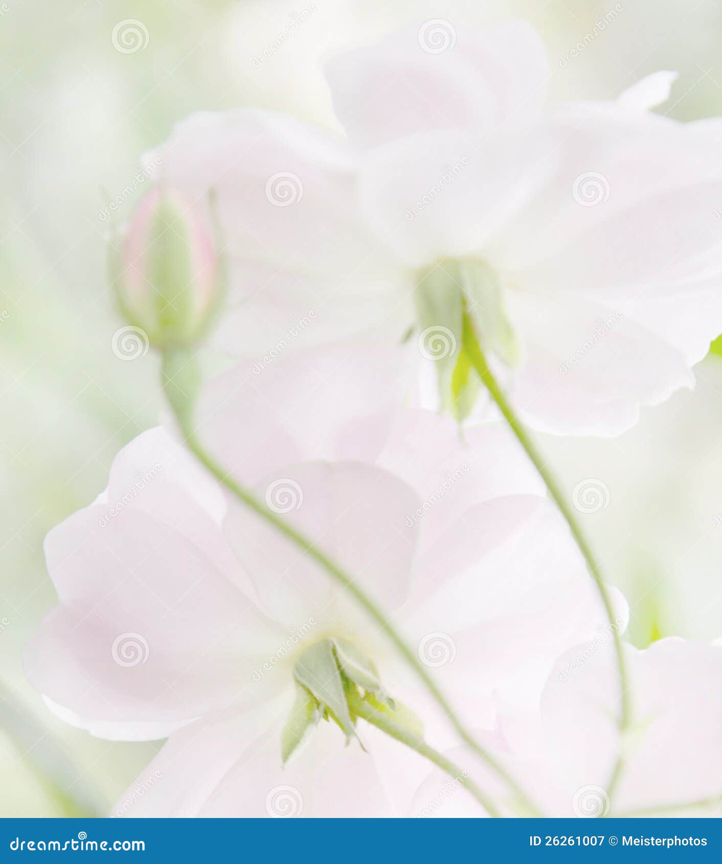 Soft pastel heirloom roses stock image. Image of oldashioned - 26261007