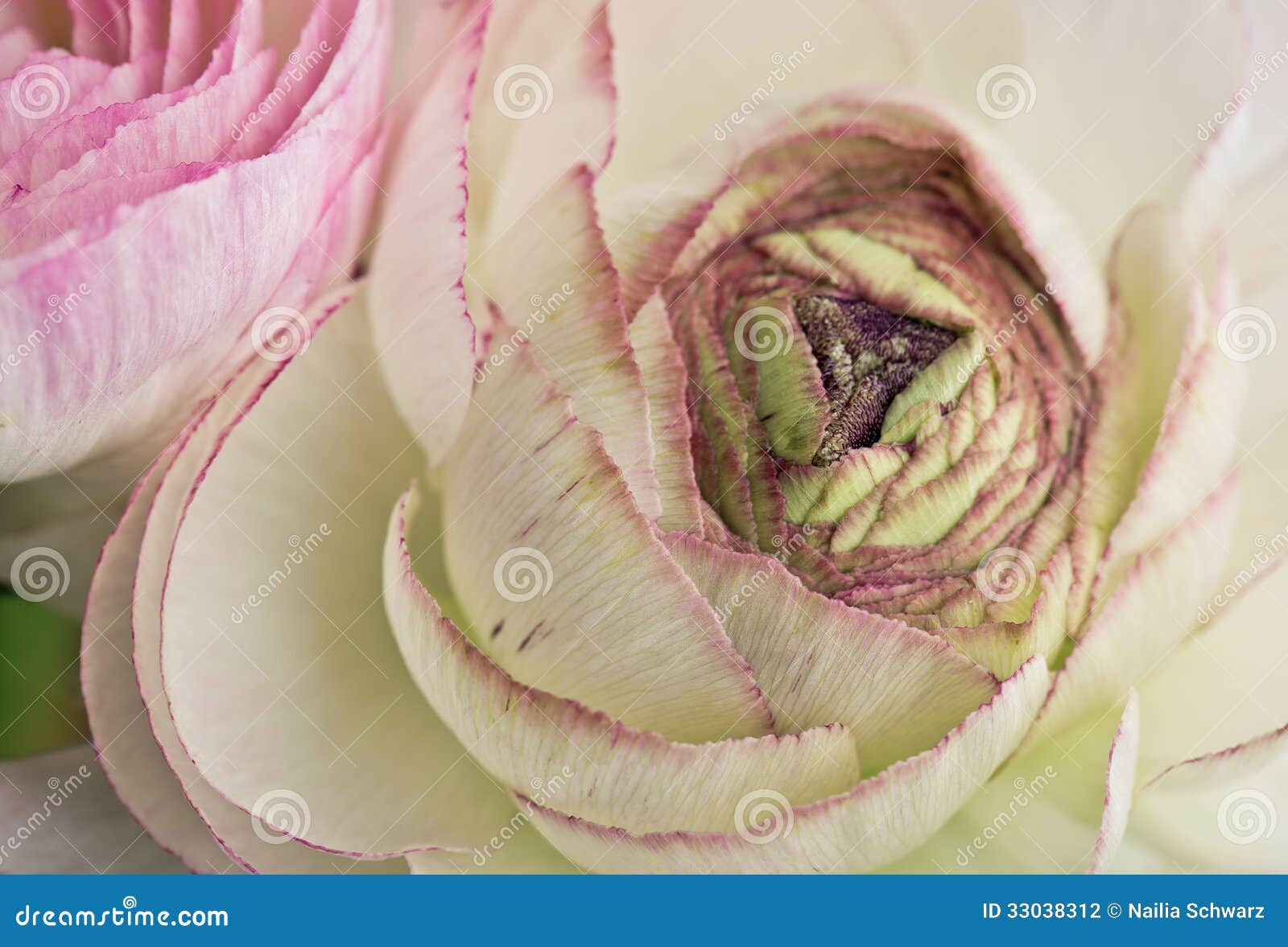 Soft Pastel Persian Buttercup Flower Stock Photo - Image of fragile ...