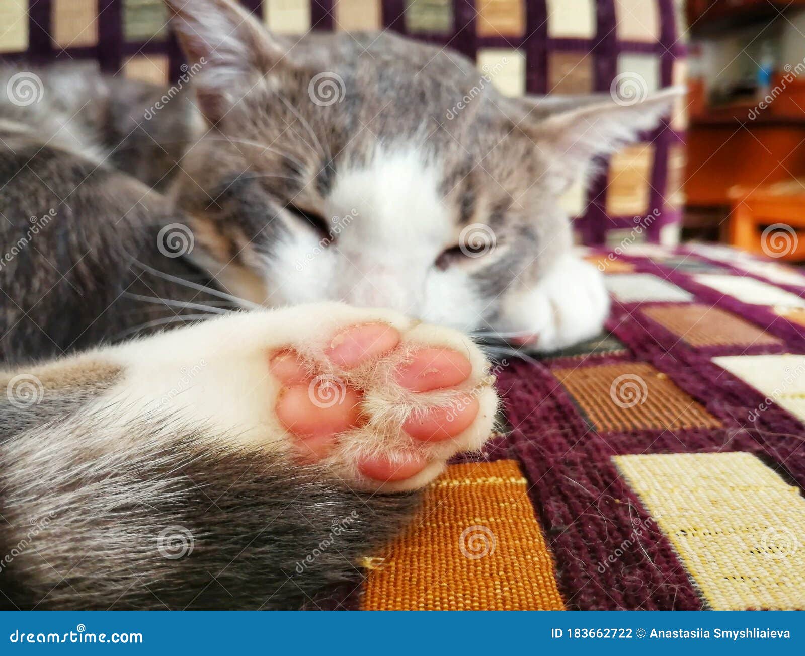 Soft paw stock photo. Image of snout, skin, carnivore - 183662722