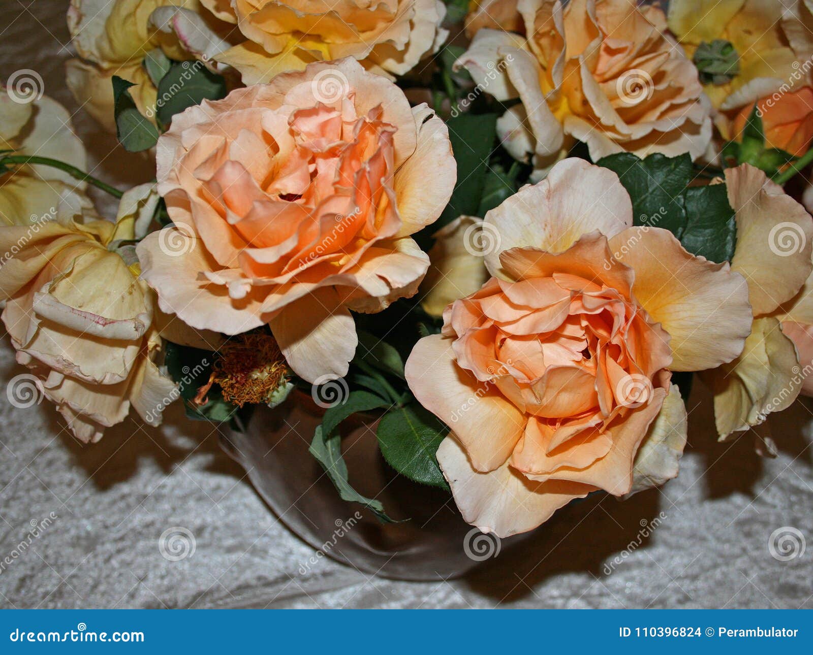 SOFT PEACH COLOURED ROSES stock photo. Image of peach - 110396824