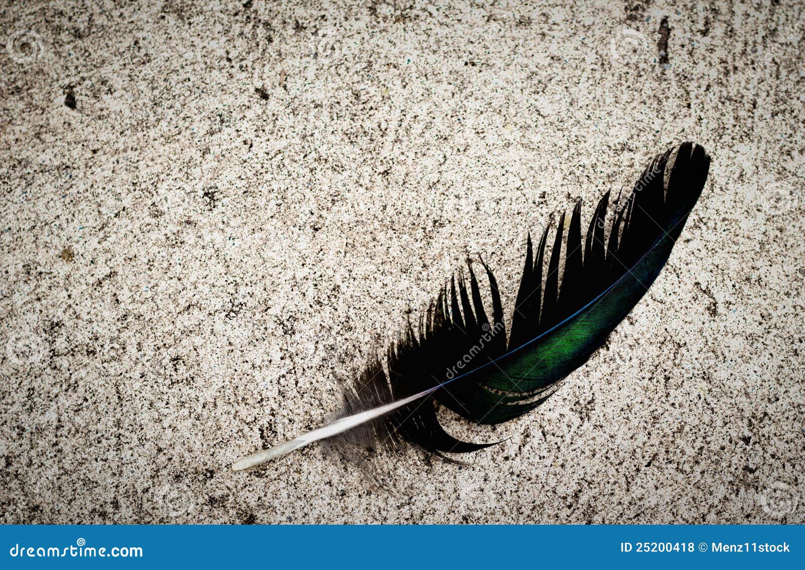 A soft peacock feather stock photo. Image of back, detail - 25200418