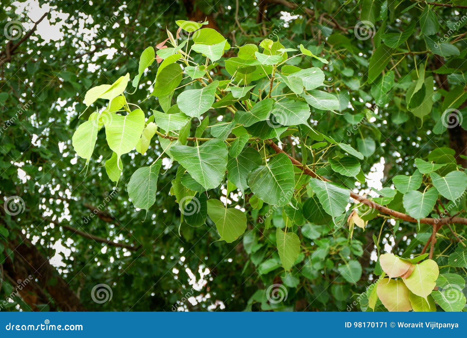 Soft Peak Leaves Bodhi Tree Stock Image - Image of garden, sacred: 98170171